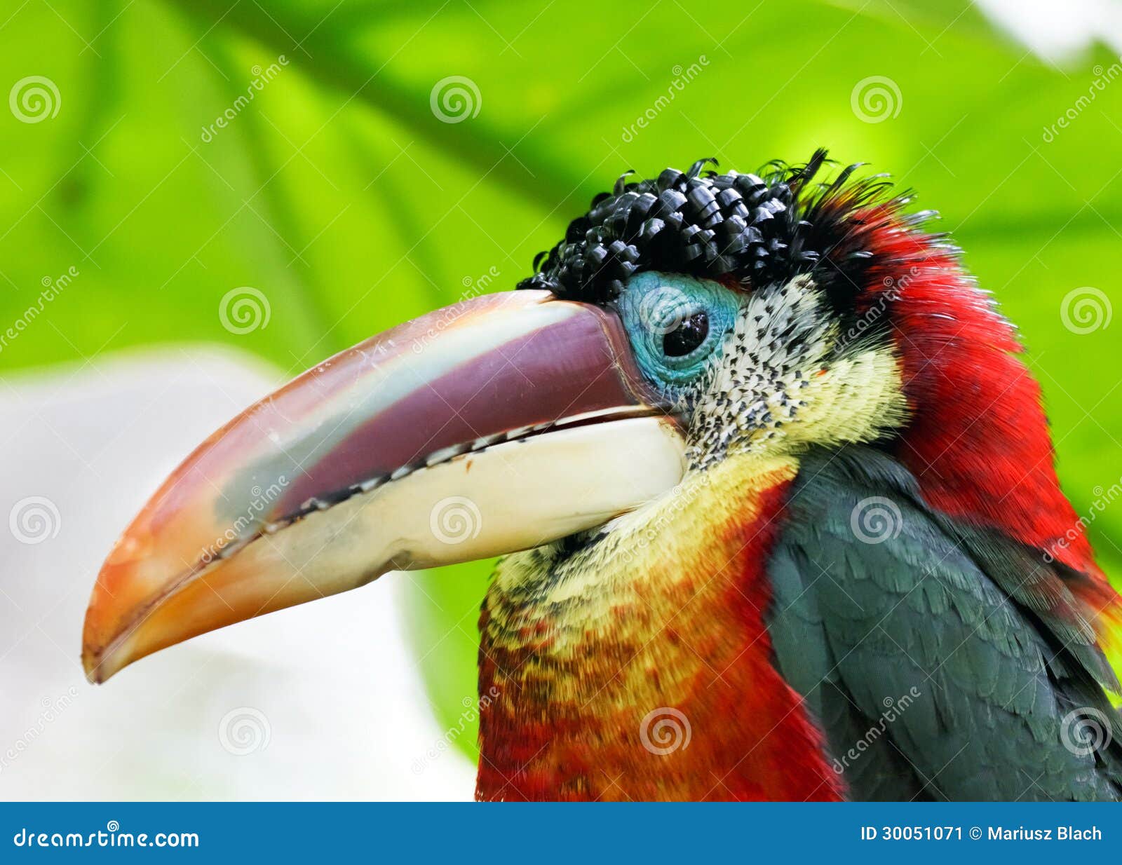 Tropical Bird Royalty-Free Stock Photography | CartoonDealer.com #48083219