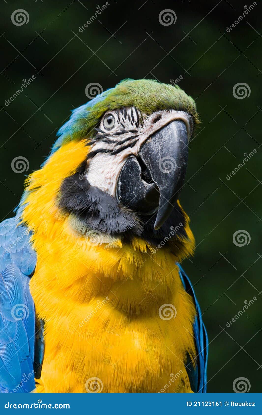 Portrait of Coloured Bird Parrot Stock Image - Image of background ...