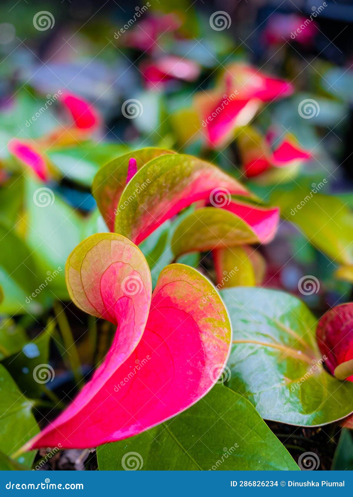 A Portrait Colourful Anthurium Flower Stock Photo - Image of autumn ...