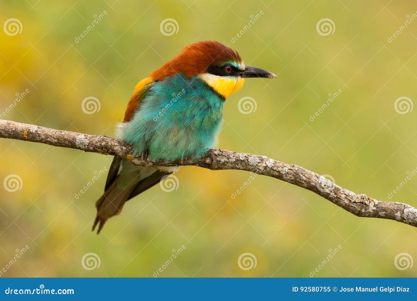 Portrait of a Colourful Bird Stock Image - Image of nature, back: 92580755