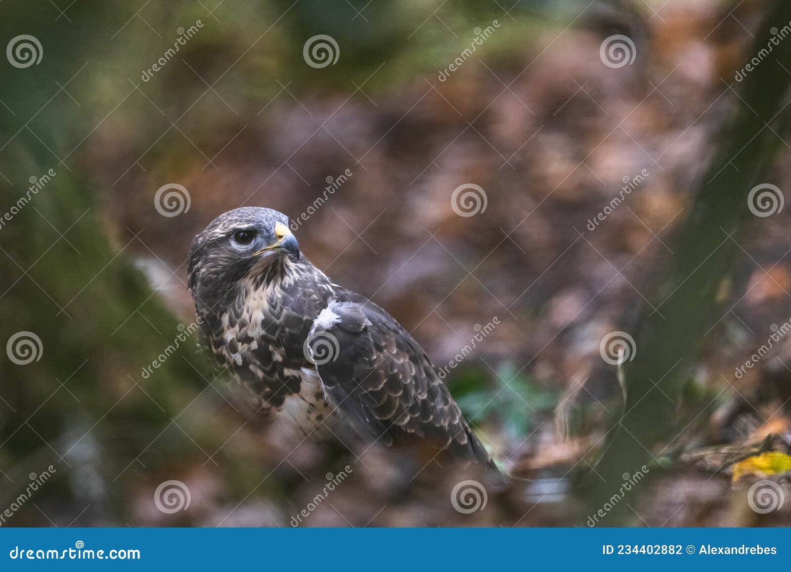 Portrait of a Common Buzzard in the Forest Stock Photo - Image of buteo ...