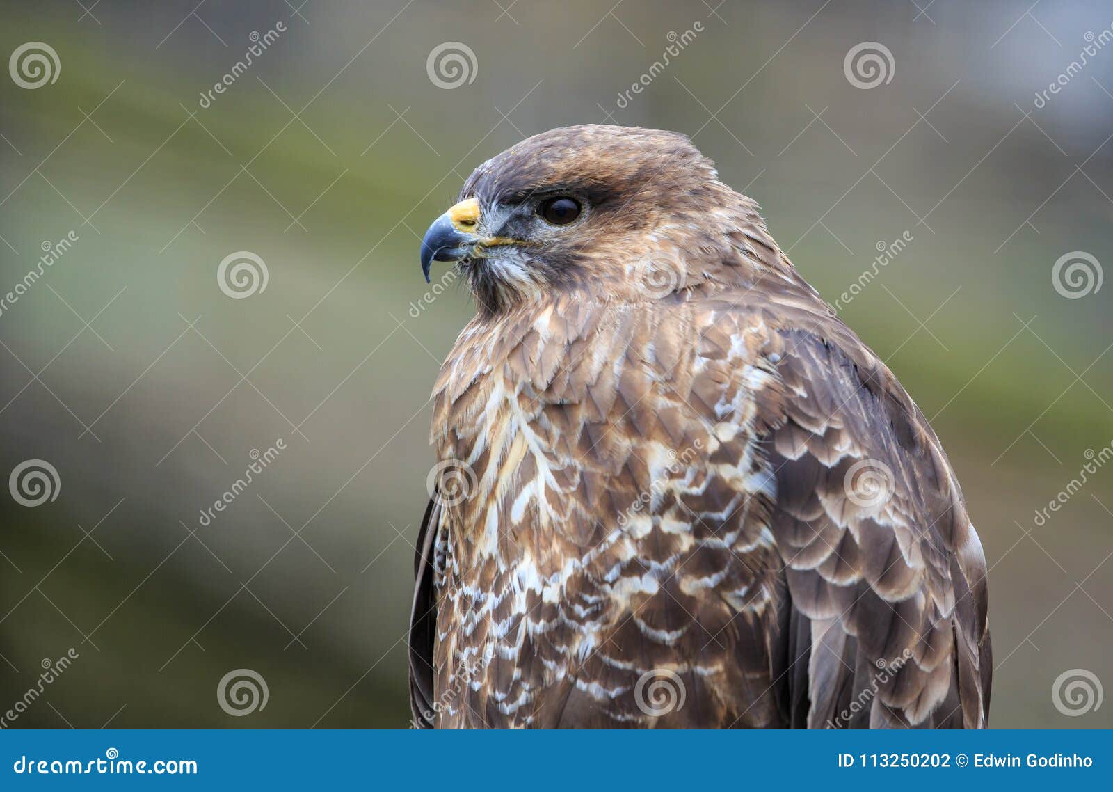 A Portrait of a Common Buzzard Stock Photo - Image of hawk, sharp ...