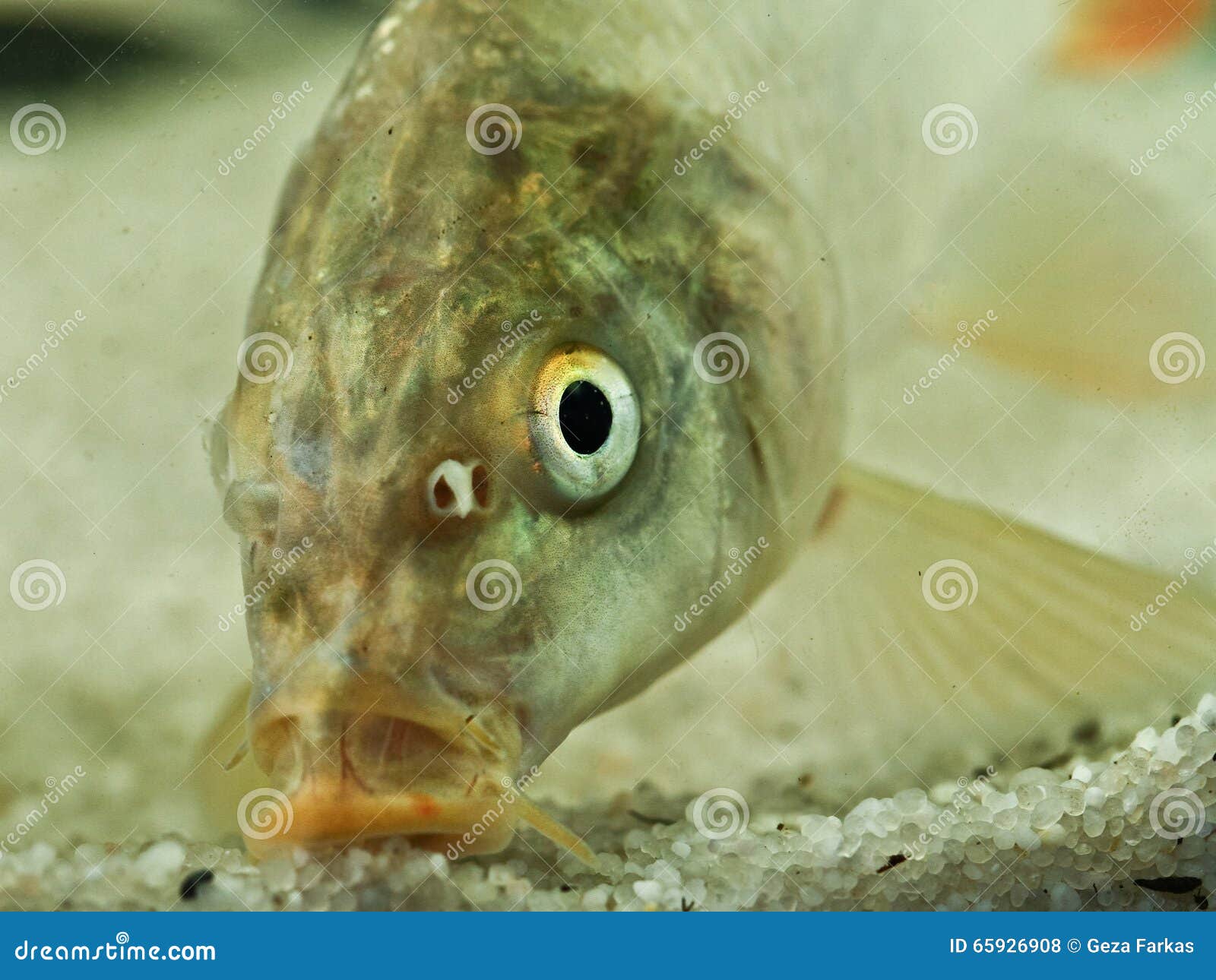 Portrait of Common Carp Fish Stock Photo - Image of mustache, meal ...