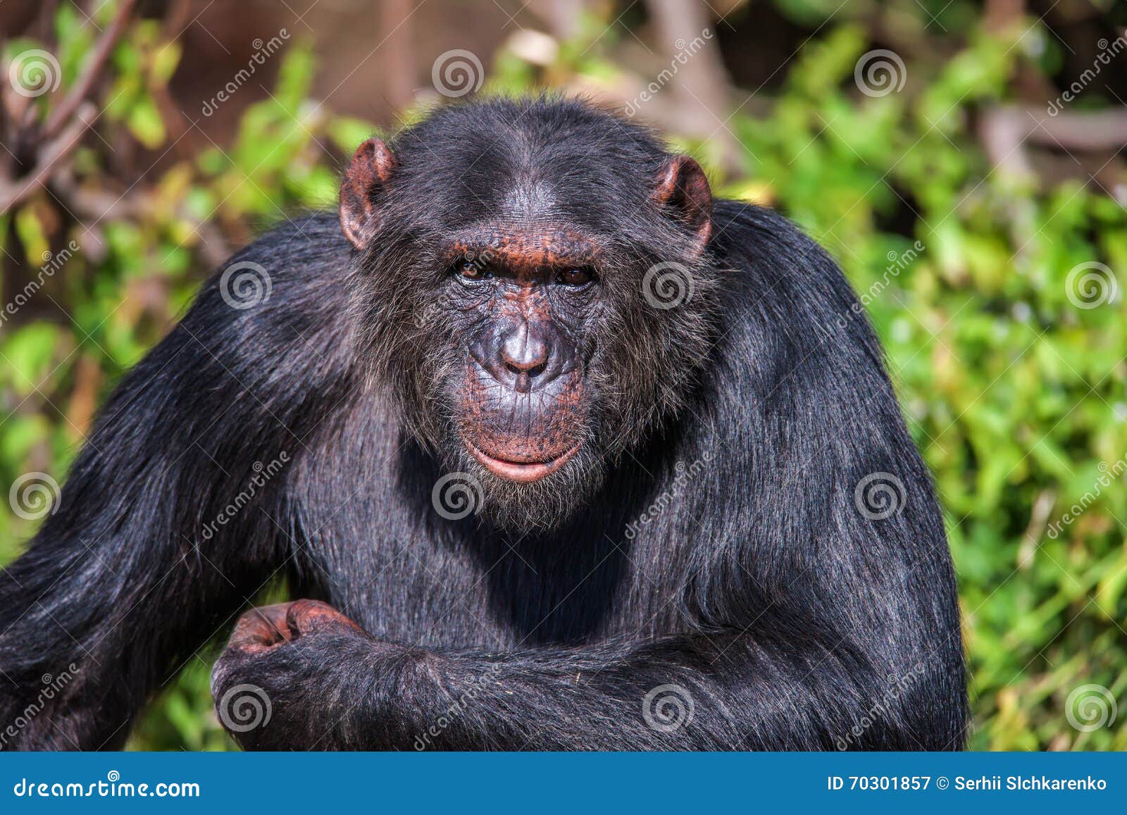 Portrait of a Common Chimpanzee in the Wild, Africa. Stock Image ...