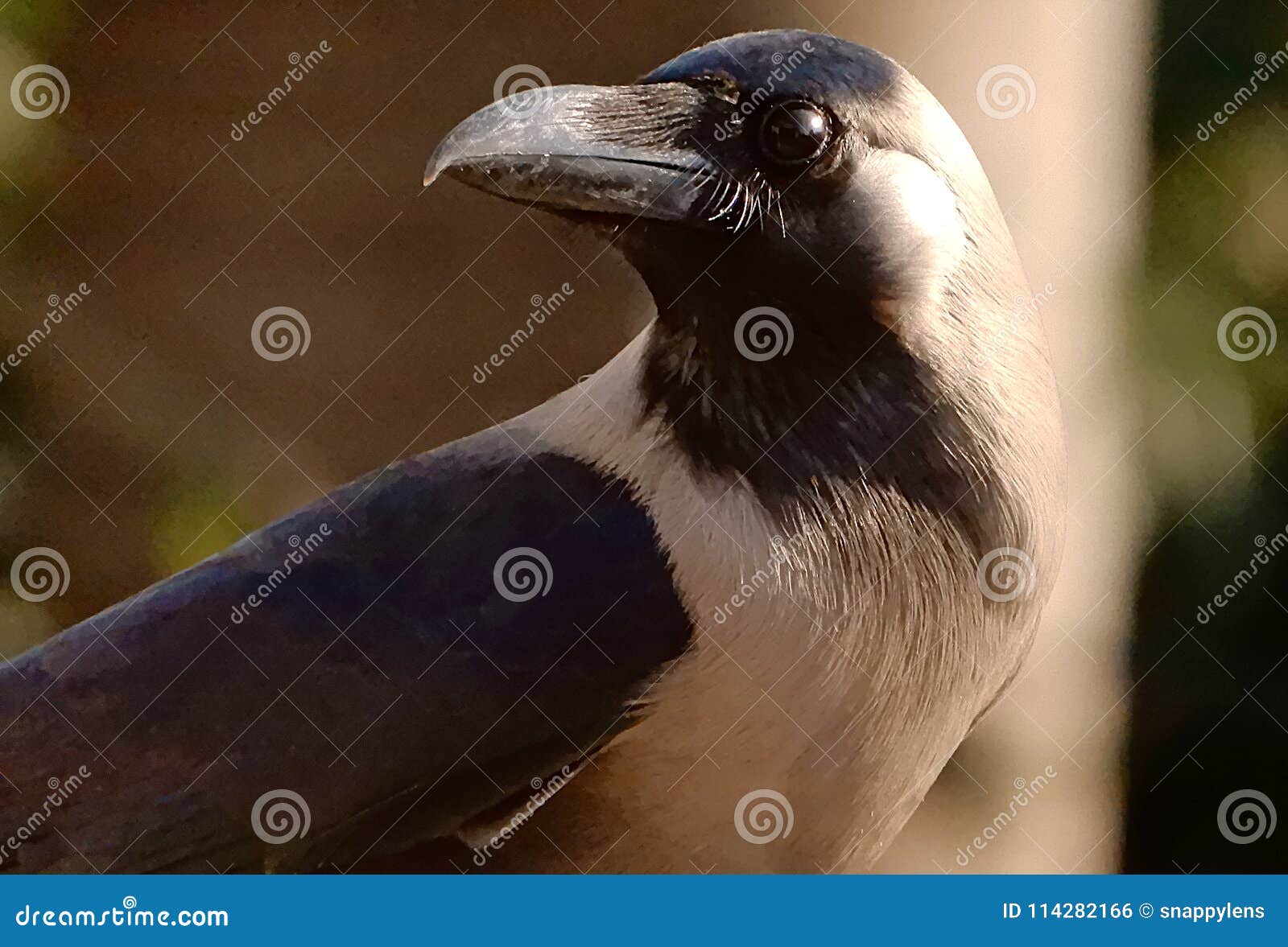 Portrait of a common crow stock photo. Image of feeder - 114282166