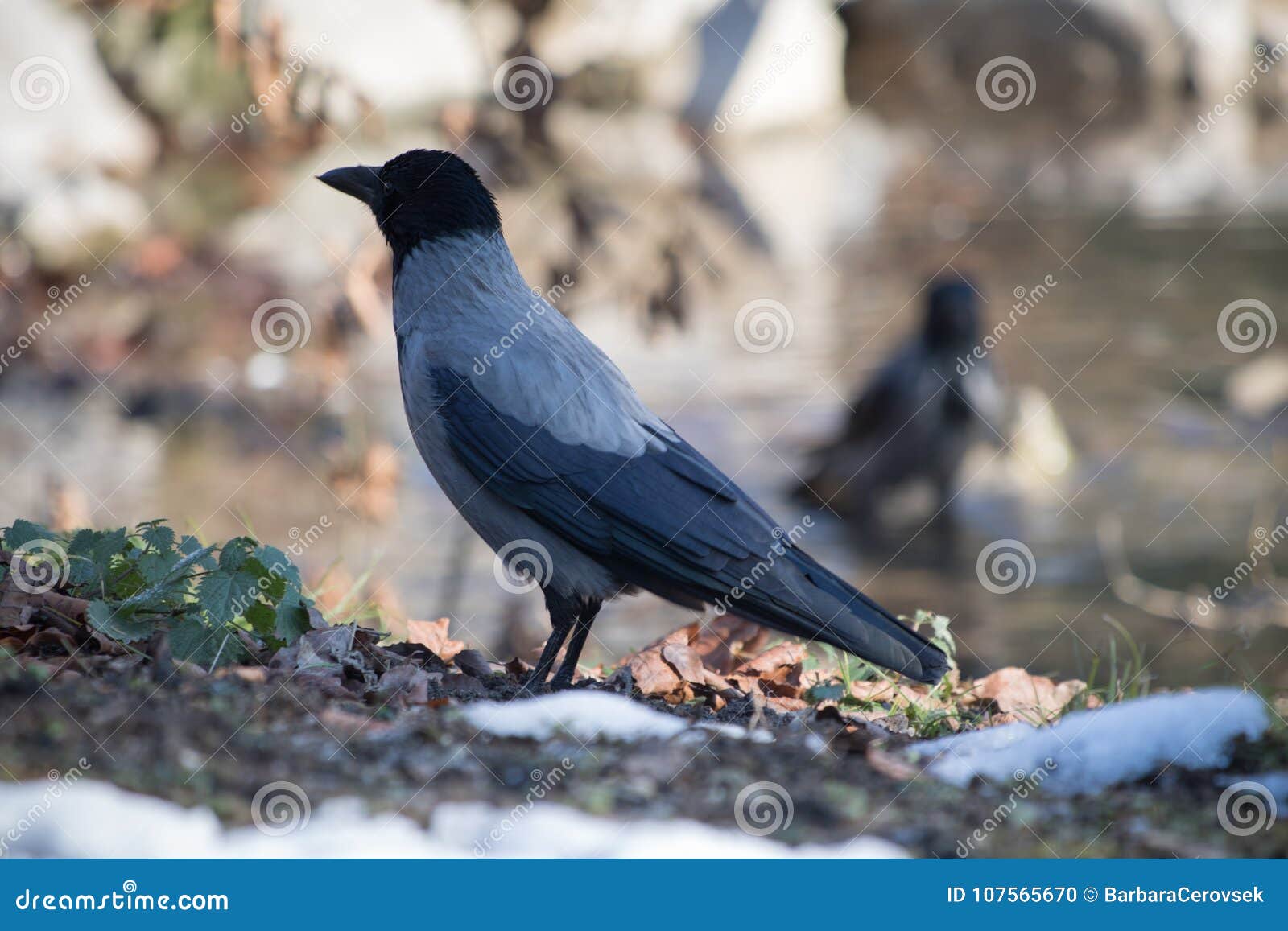 Portrait of Common Crow Close Up Stock Photo - Image of outdoor, mammal ...