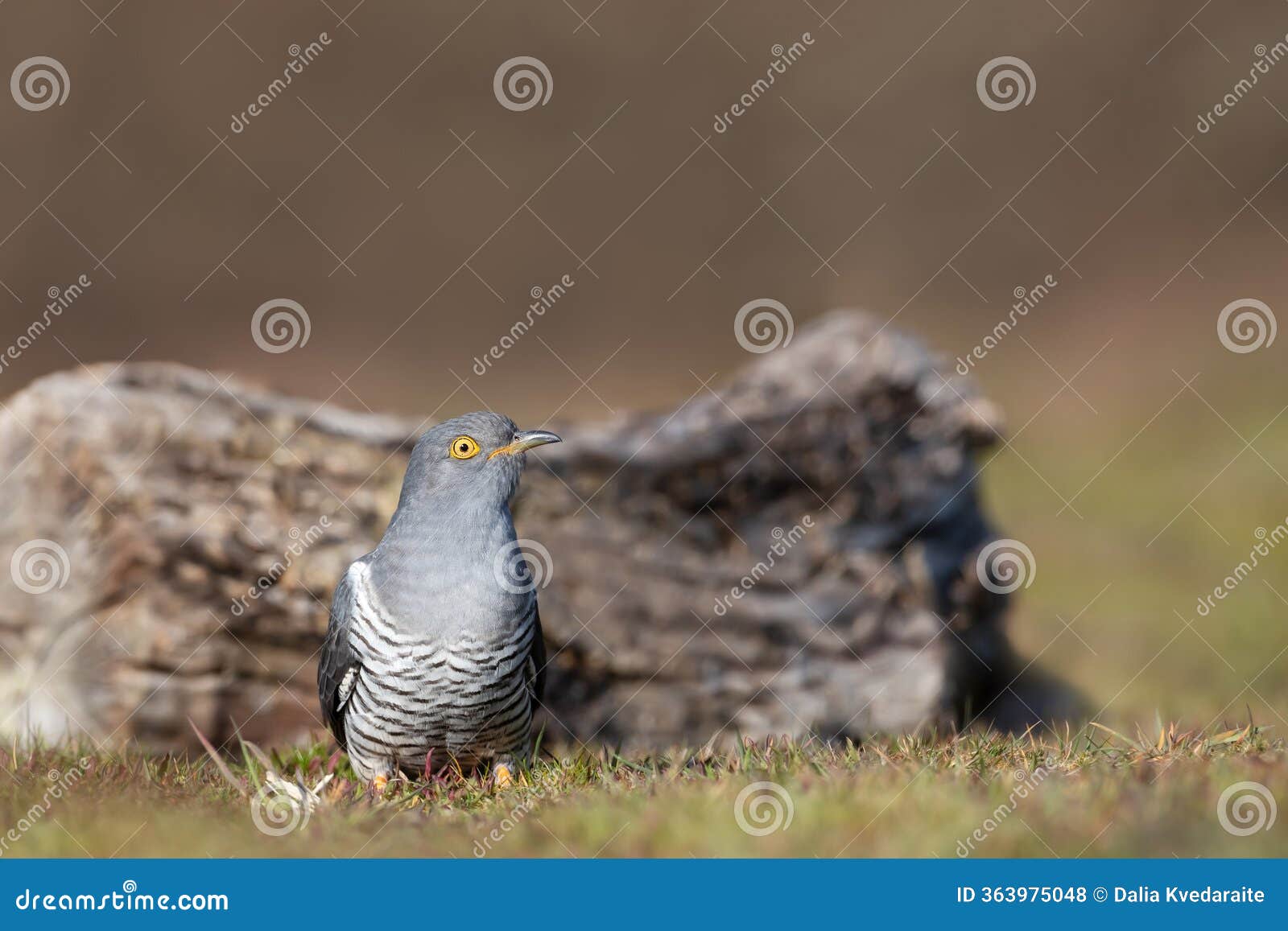 Common Cuckoo Cuculus Canorus Royalty-Free Stock Image | CartoonDealer ...