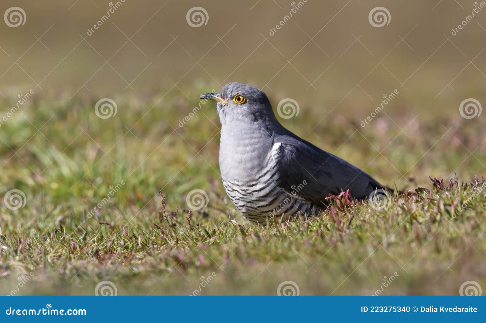 Portrait of a Common Cuckoo Standing on Grass Stock Photo - Image of ...