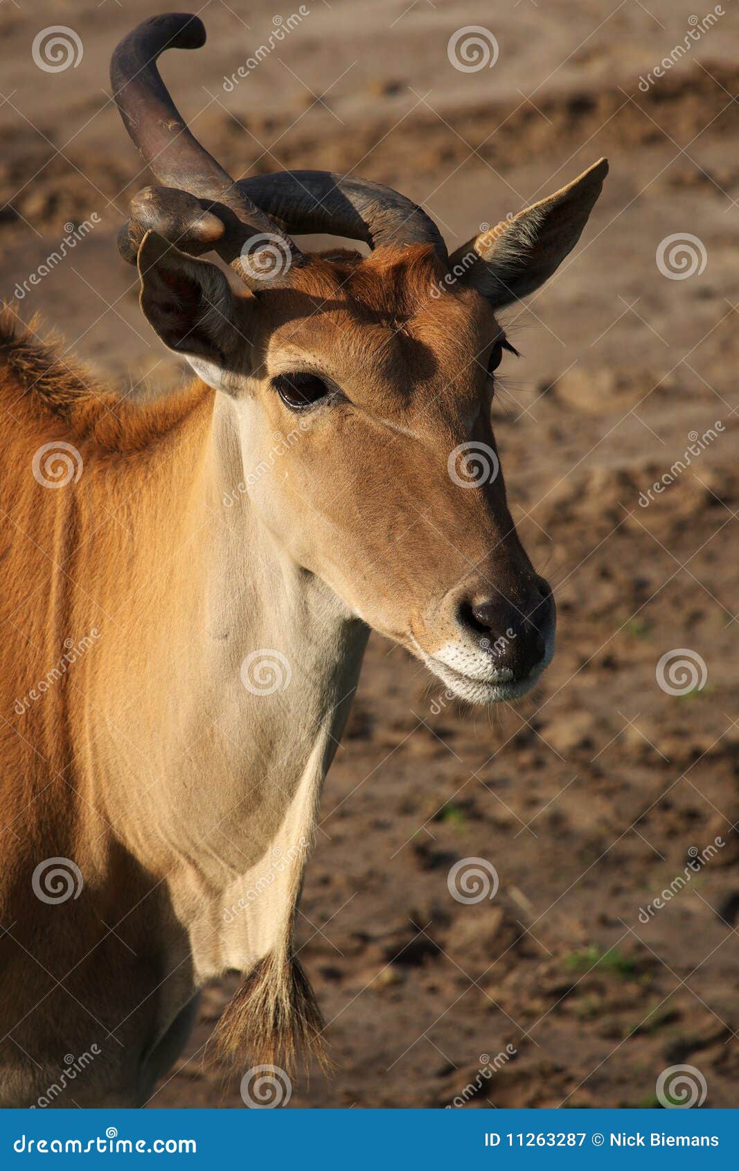 Portrait of a Common Eland stock image. Image of animal - 11263287