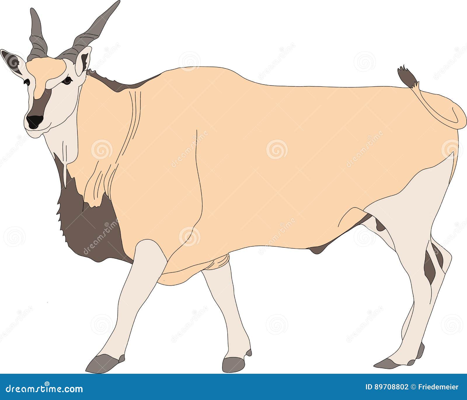 Eland Antelope Vector Illustration | CartoonDealer.com #248967542