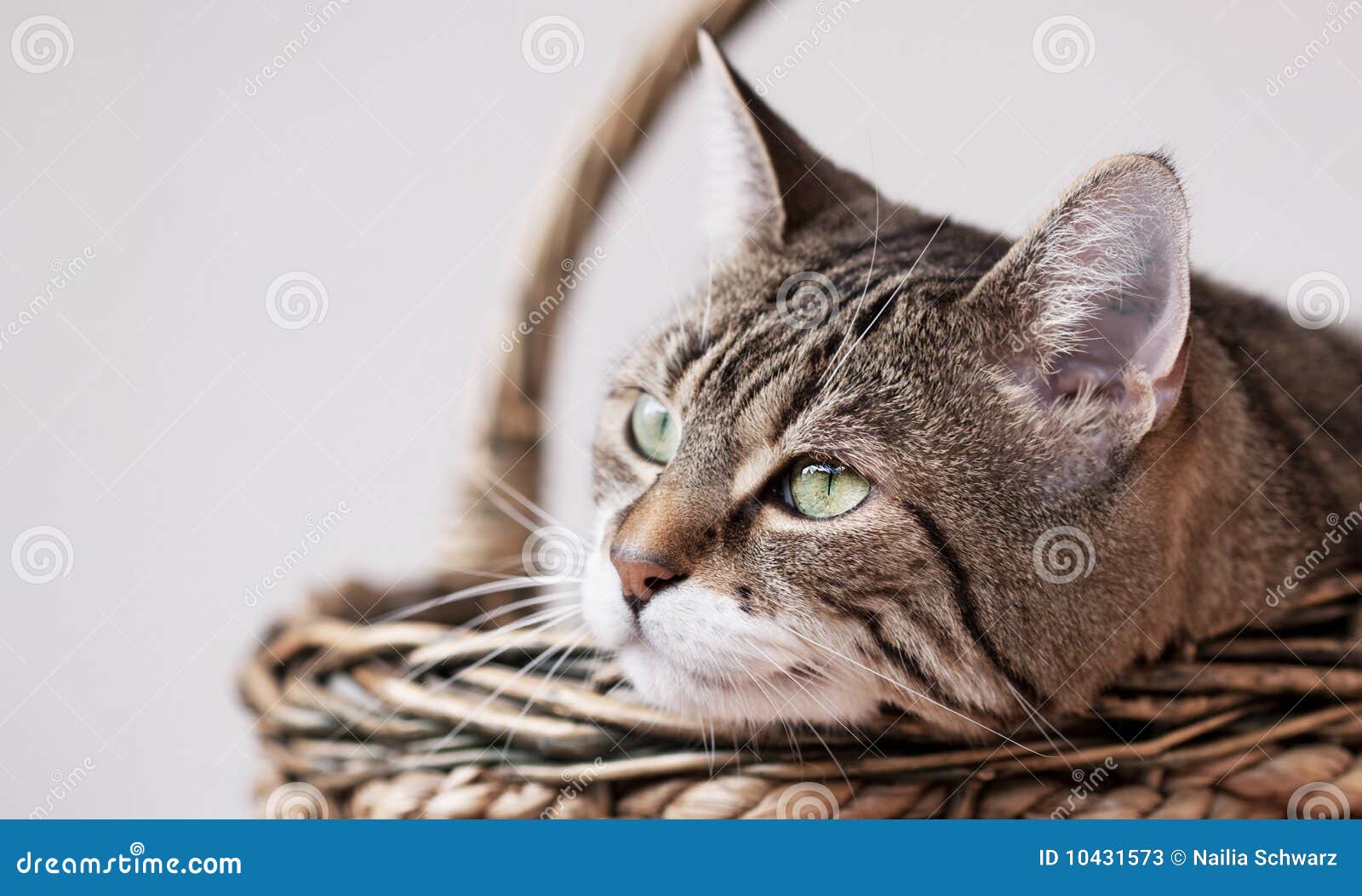 Portrait of a Common European House Cat Stock Image - Image of white ...