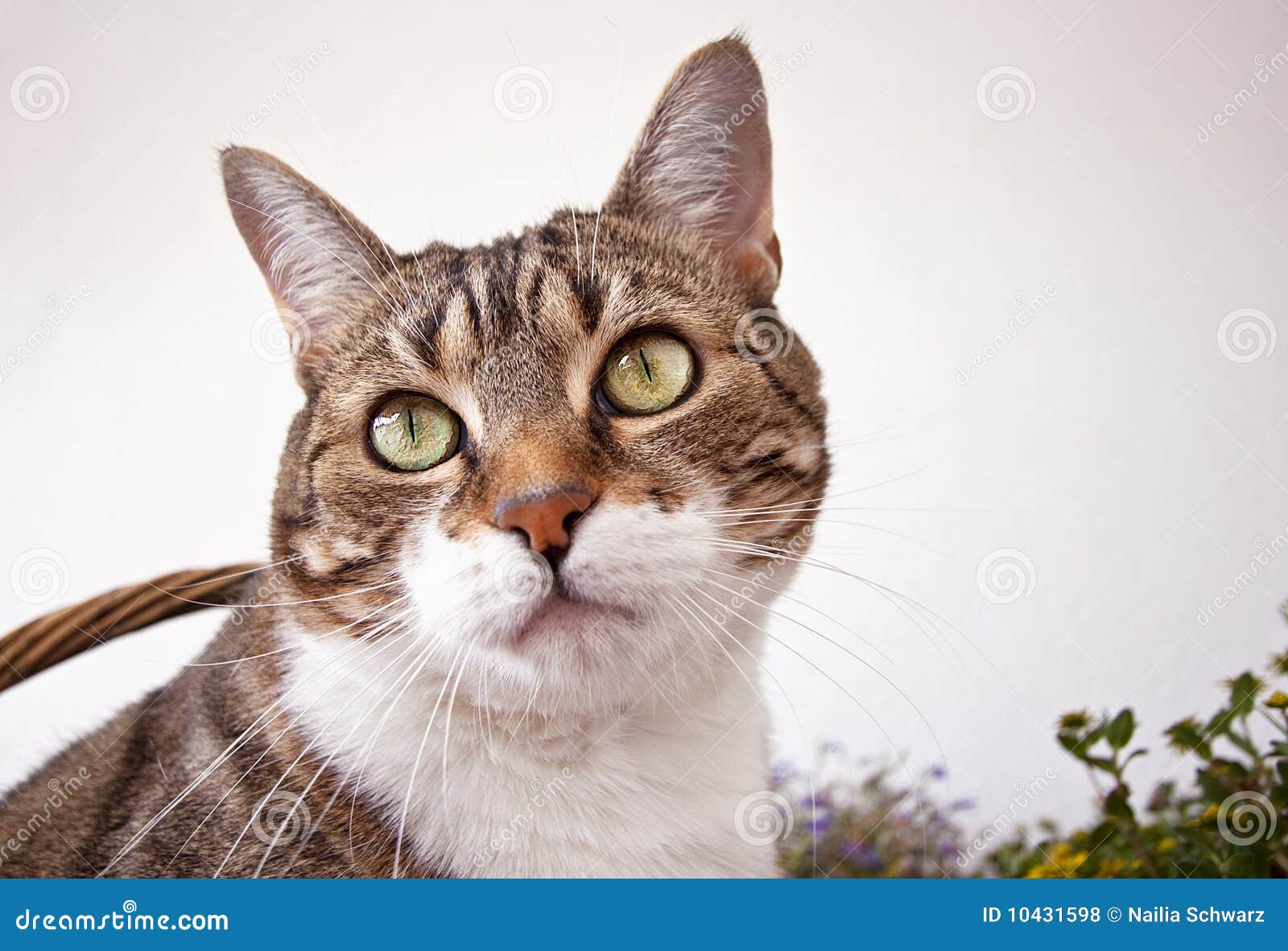 Portrait of a Common European House Cat Stock Photo - Image of white ...