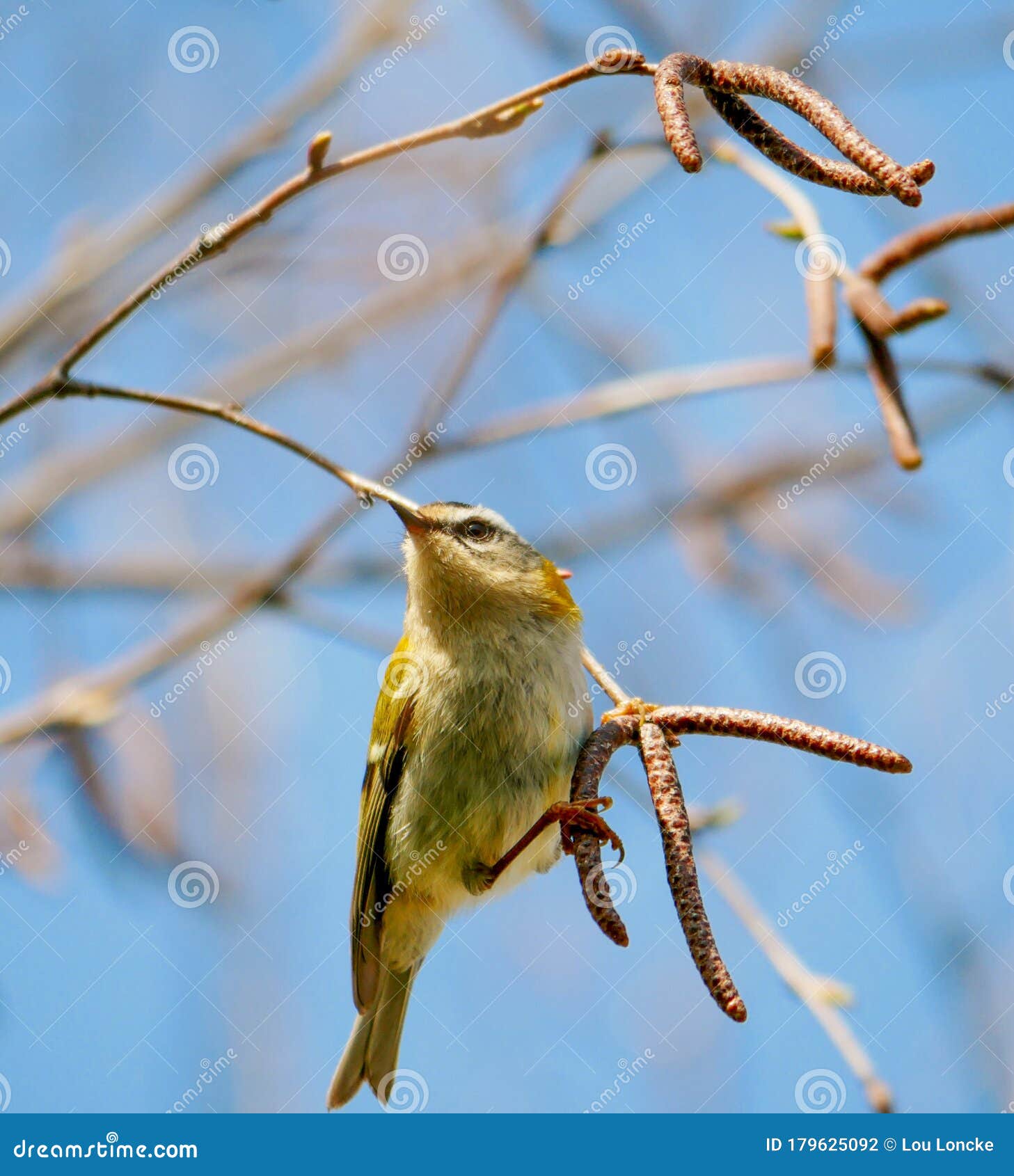 Portrait of a Common Firecrest Stock Photo - Image of firecrest, wild ...