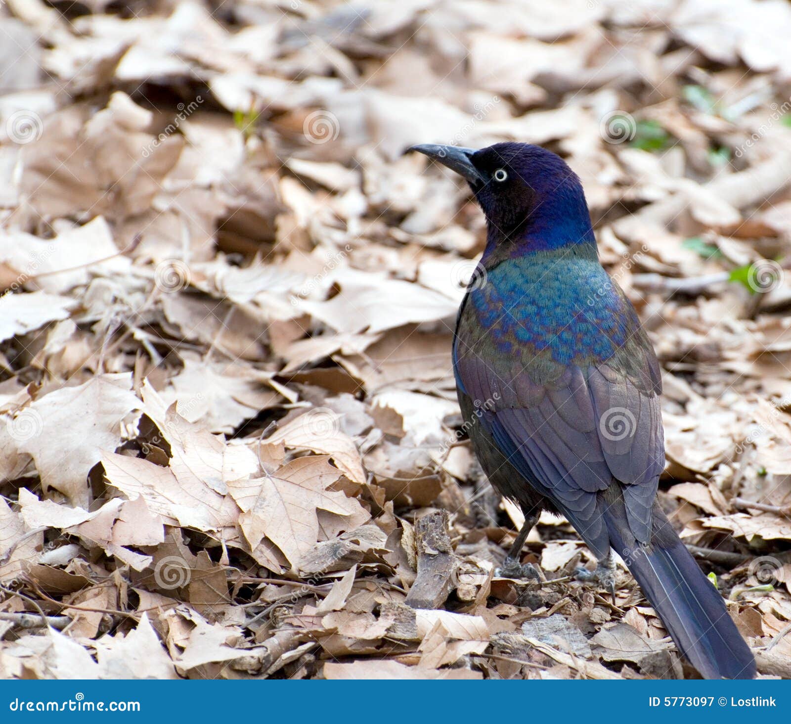 Portrait of Common Grackle stock image. Image of wild - 5773097