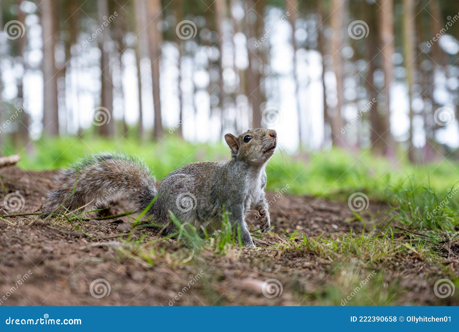 A Portrait of a Common Grey Squirrel Foraging Stock Photo - Image of ...
