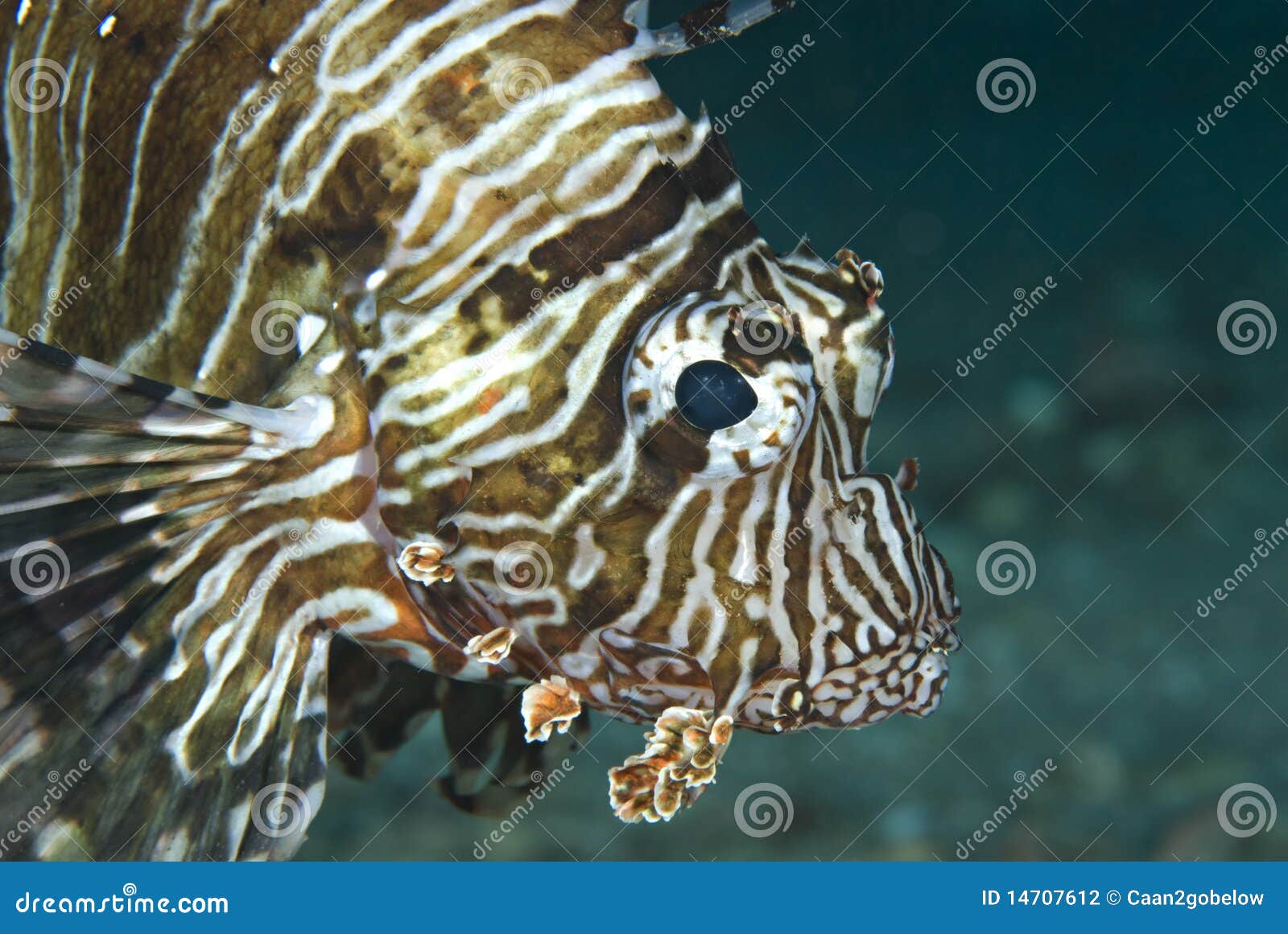 Portrait of a Common Lionfish. Stock Photo - Image of scuba, natural ...