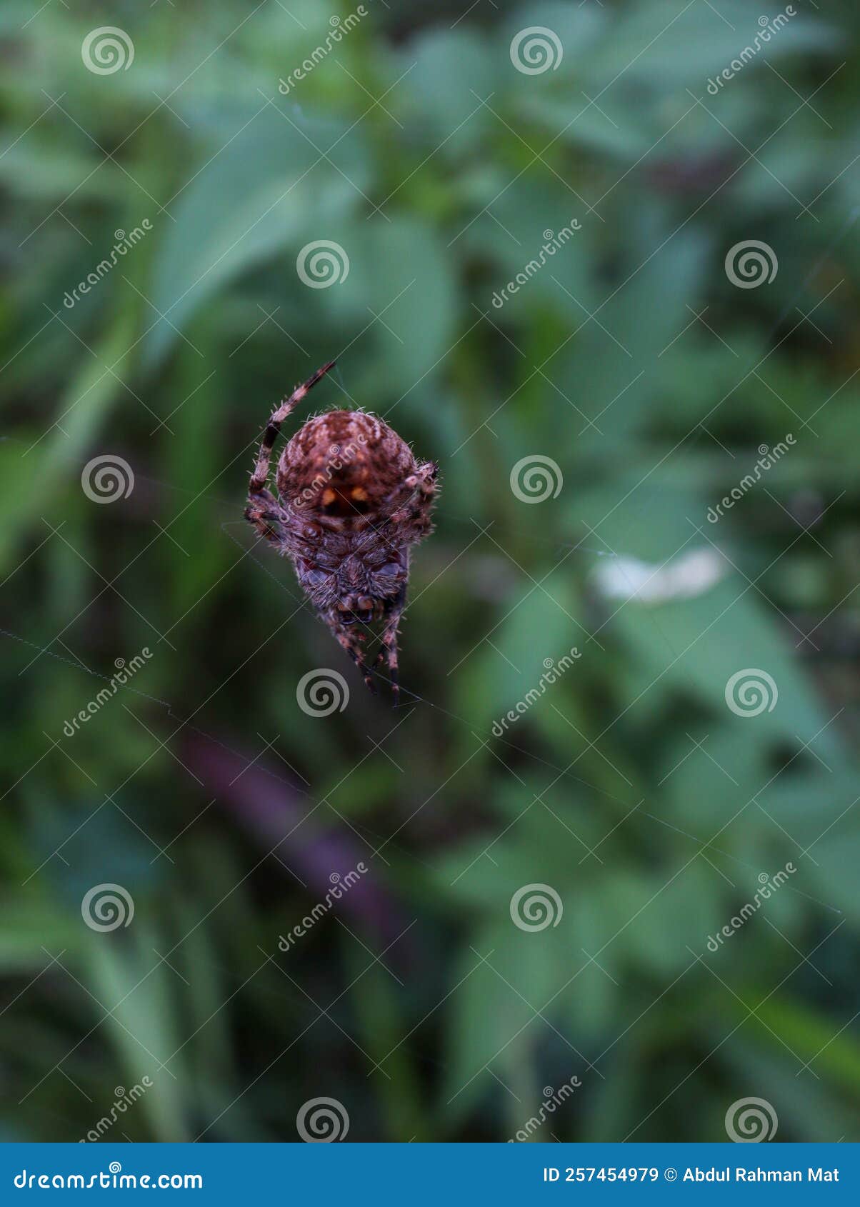 Portrait of a Common Orb Weaving Spider Stock Image - Image of wildlife ...