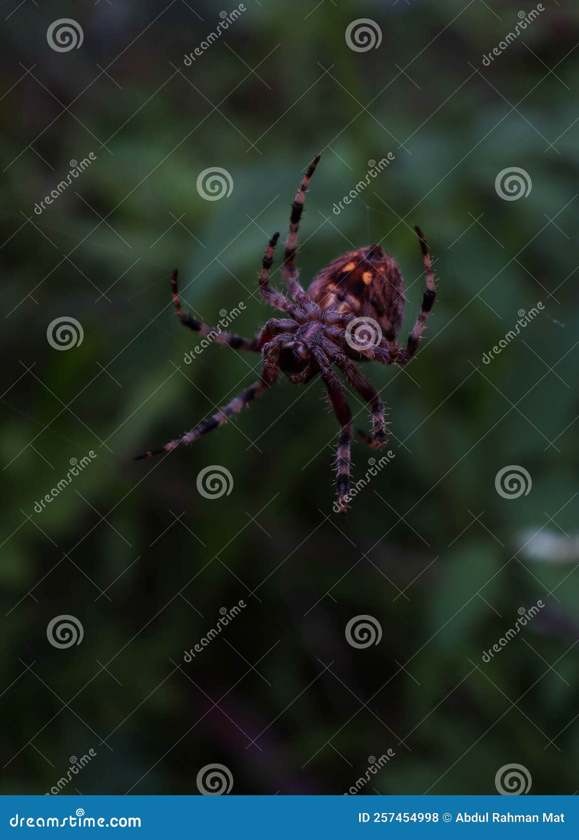 Portrait of a Common Orb Weaving Spider Stock Photo - Image of ...
