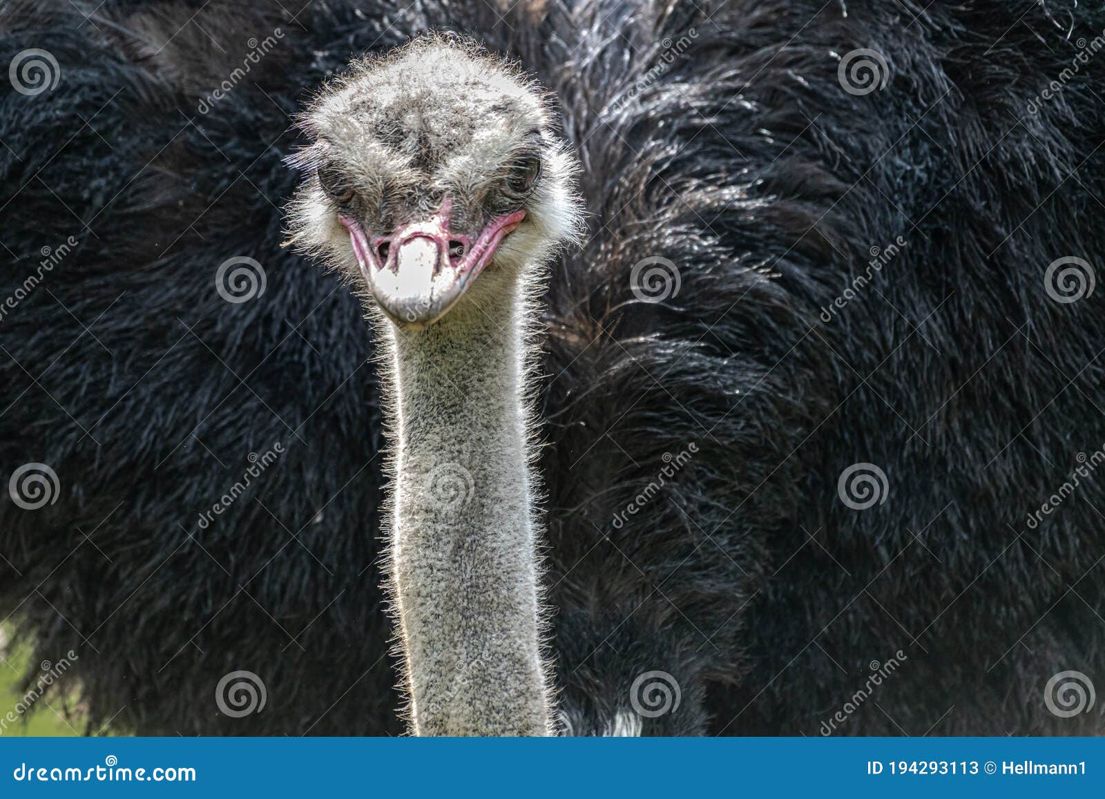 Portrait of a Common Ostrich Stock Image - Image of closeup, farm ...