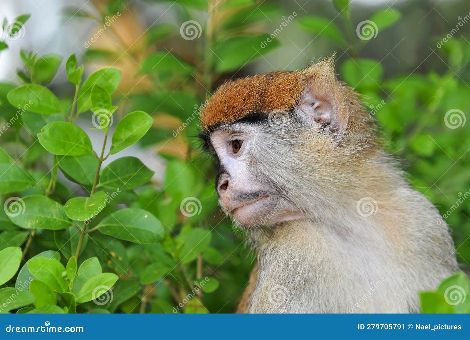 Common Patas Monkeys Sitting On Climbing Frame Stock Photography ...