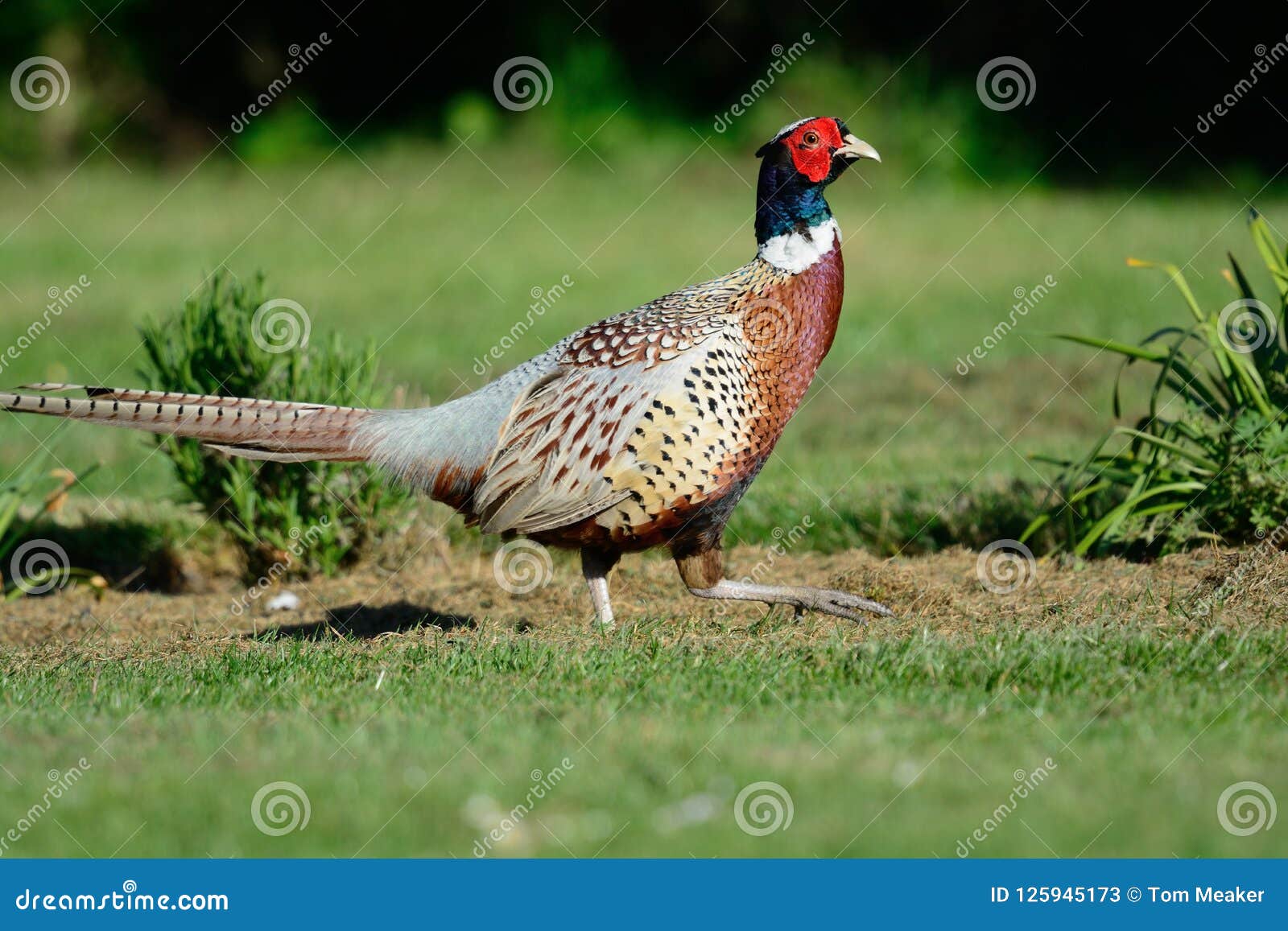 Common Pheasant Phasianus Colchicus Stock Image - Image of phasianus ...