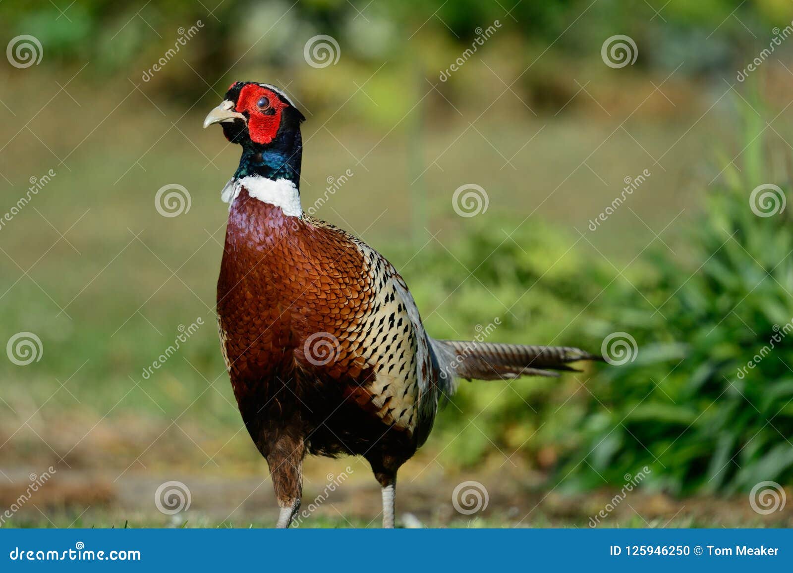 Common Pheasant Phasianus Colchicus Stock Photo - Image of nature ...