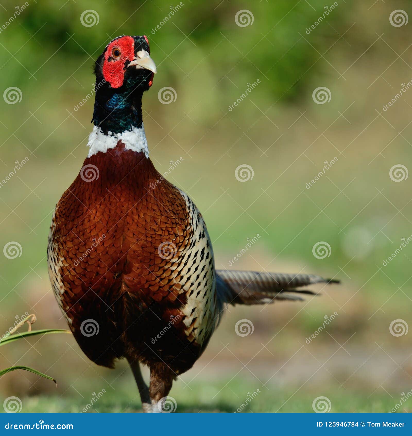Common Pheasant Phasianus Colchicus Stock Photo - Image of color, green ...