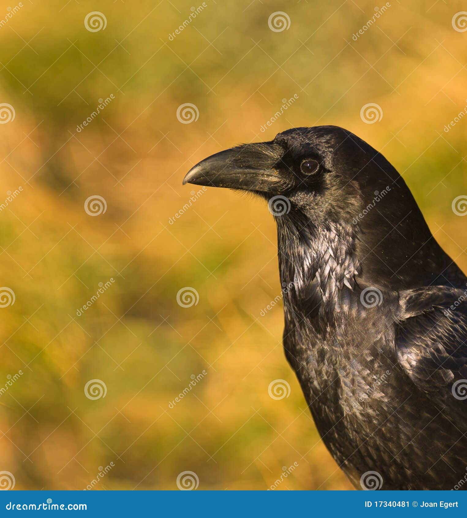 A Portrait of a Common Raven Stock Image - Image of animal, bill: 17340481