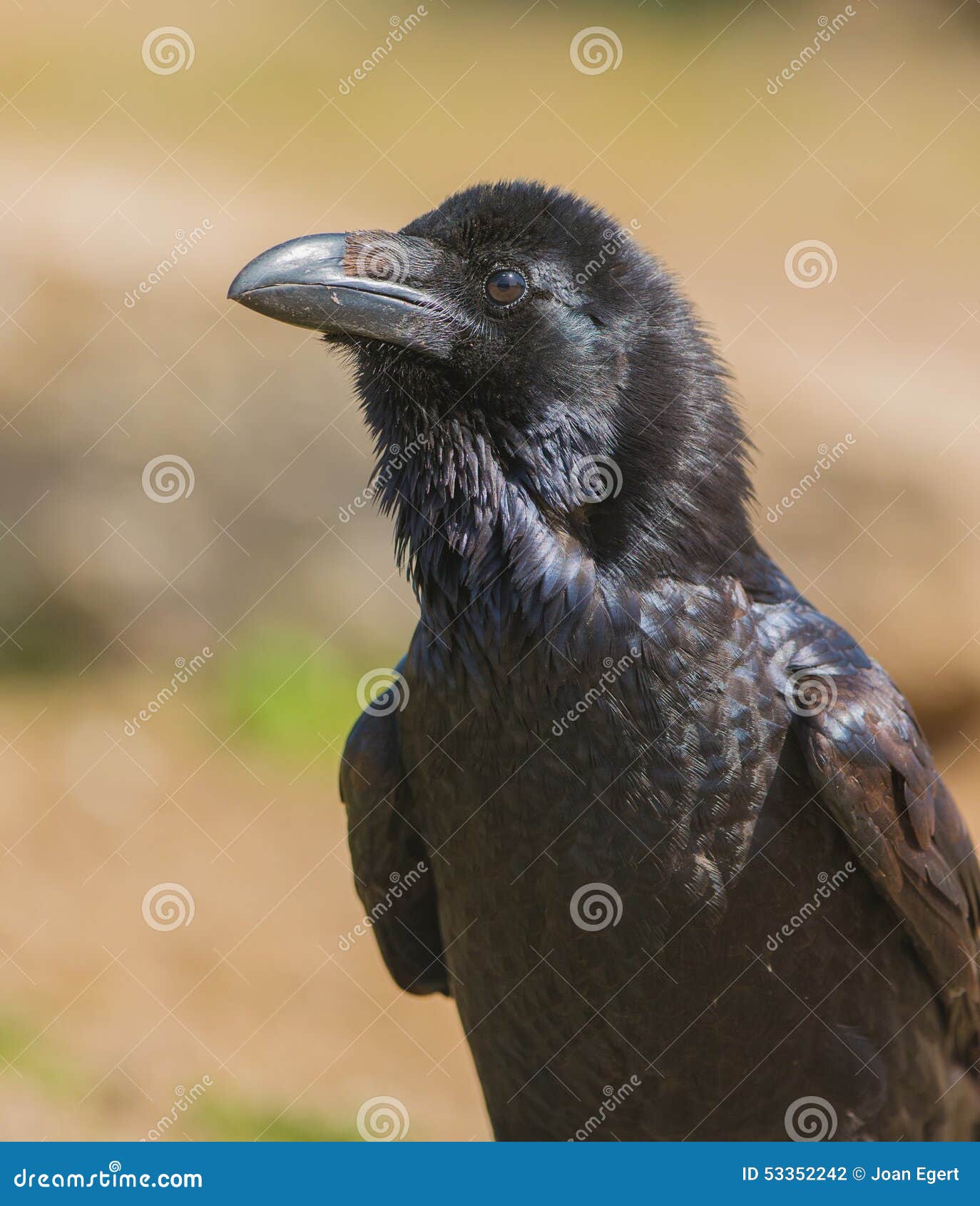 Portrait of a Common Raven stock photo. Image of animal - 53352242