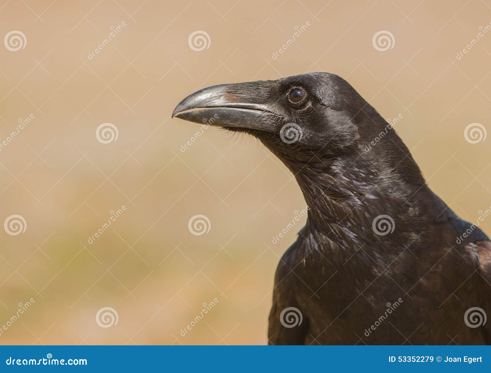 Portrait of a Common Raven stock image. Image of corvidae - 53352279