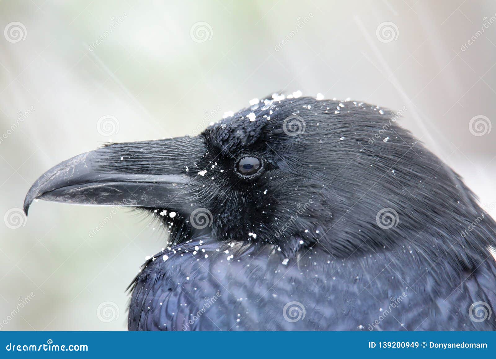 Portrait of Common Raven during Snowfall Stock Image - Image of profile ...