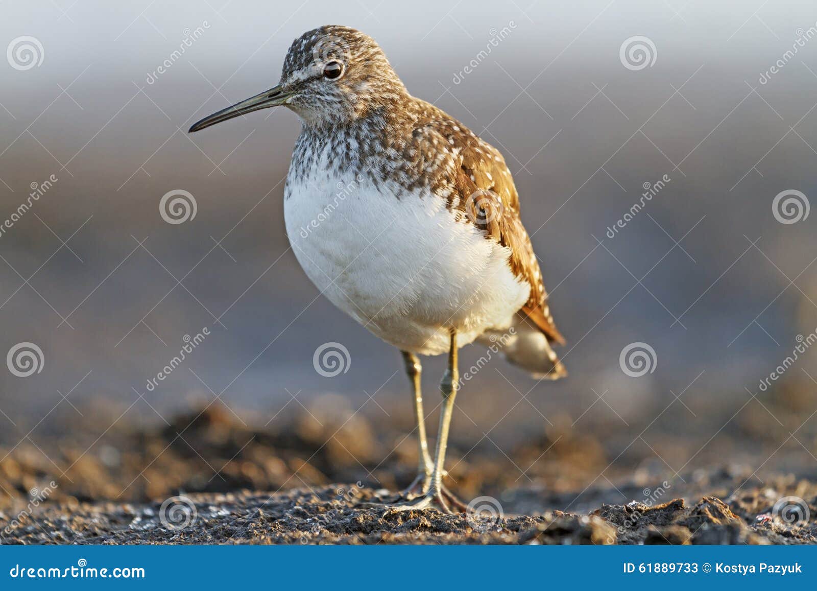 Portrait Common sandpiper stock image. Image of bird - 61889733