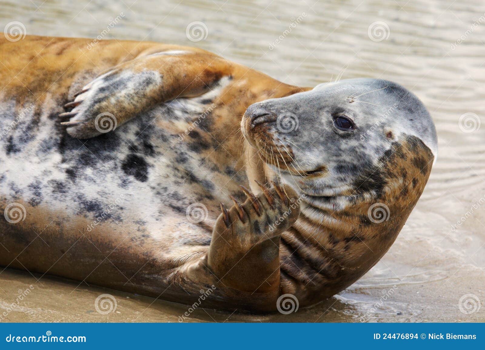 Portrait of a Common Seal stock photo. Image of carnivora - 24476894