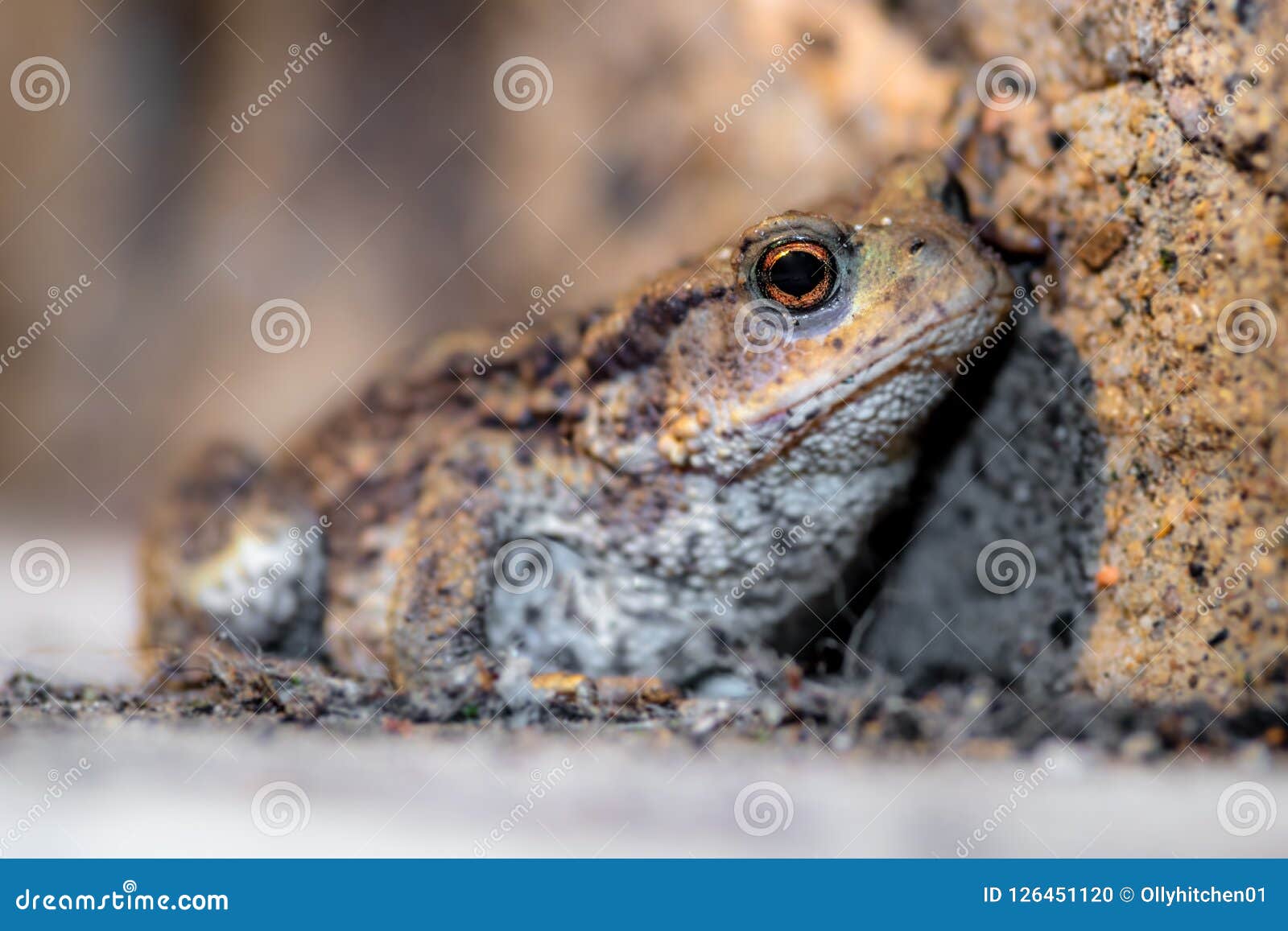 A Portrait of a Common Toad Set Against a Small Stone Wall Stock Photo ...