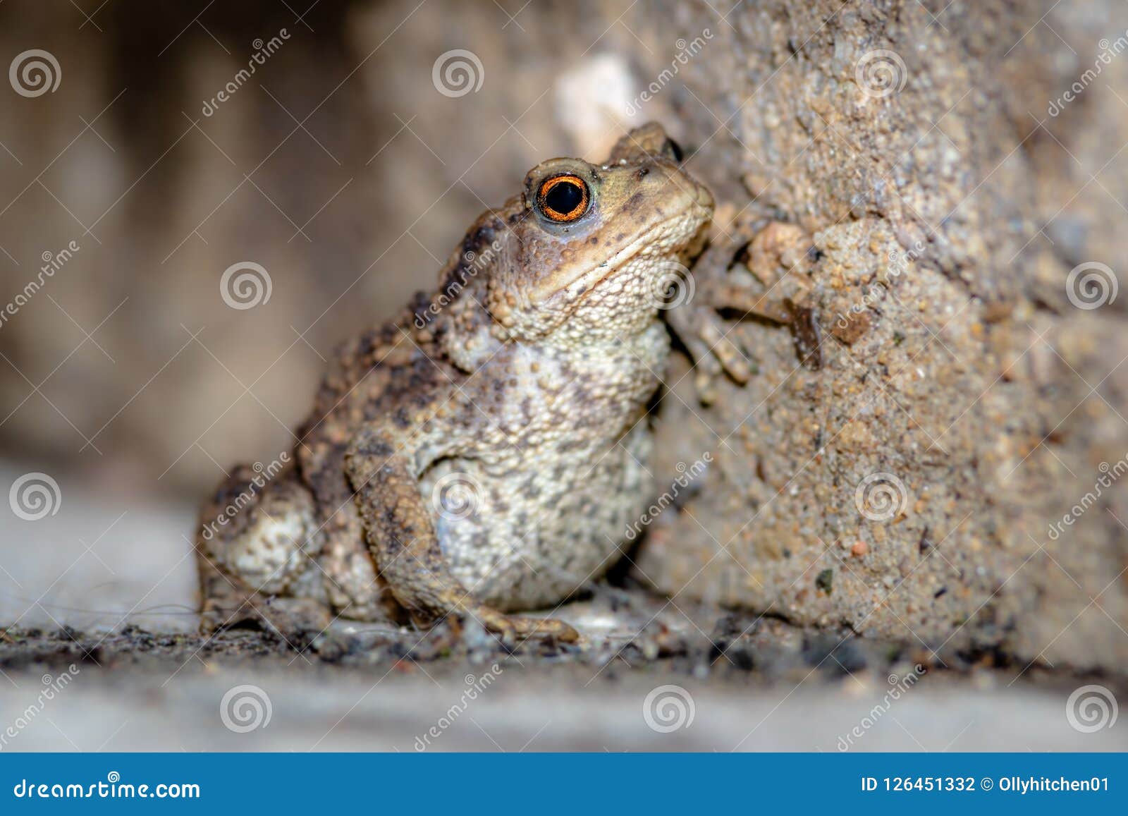 A Portrait of a Common Toad Set Against a Small Stone Wall Stock Photo ...