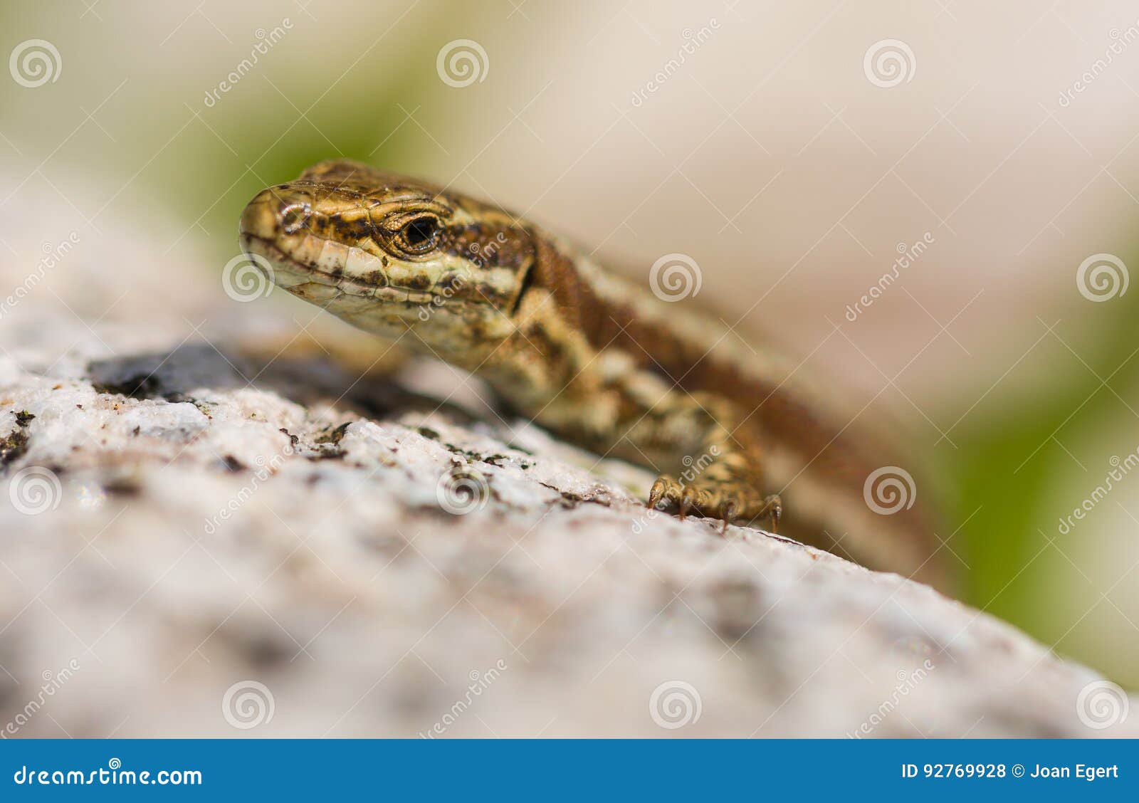 Portrait of Common Wall Lizard Stock Photo - Image of bask, face: 92769928