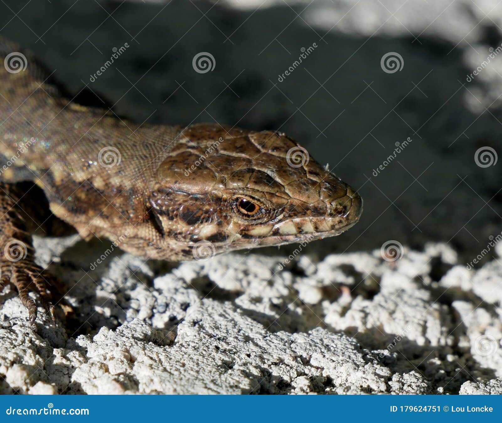 Portrait of a Common Wall Lizard Stock Image - Image of lizard, garden ...