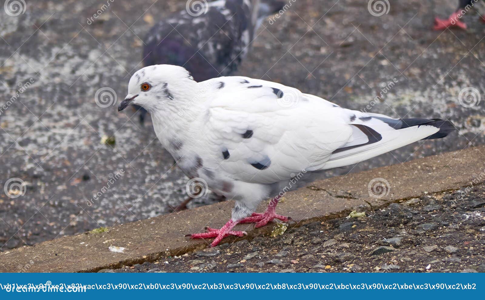 Portrait of a Common White Pigeon. Color Stock Photo - Image of europe ...