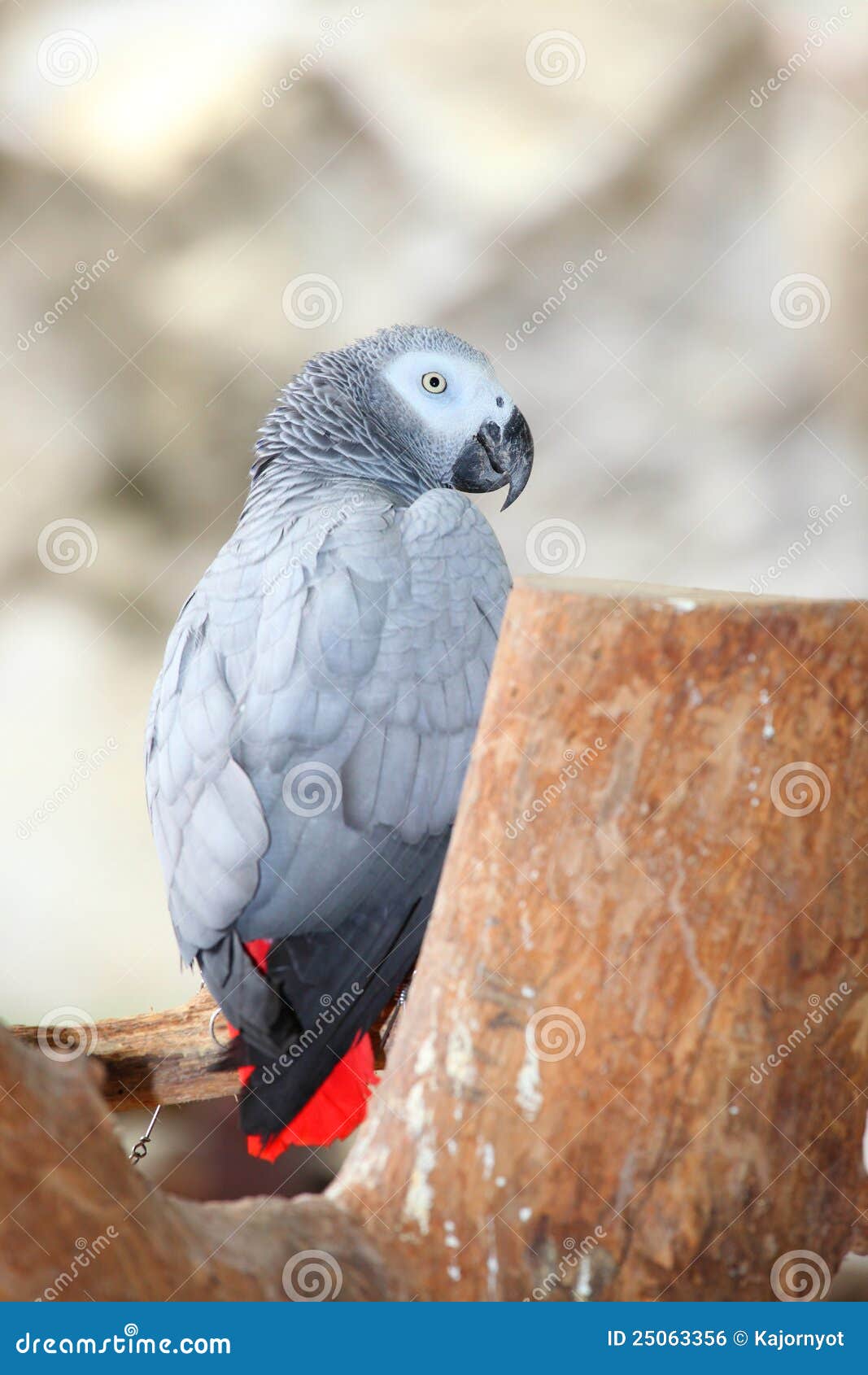 Portrait of an Congo African Grey Parrot Stock Photo - Image of alert ...