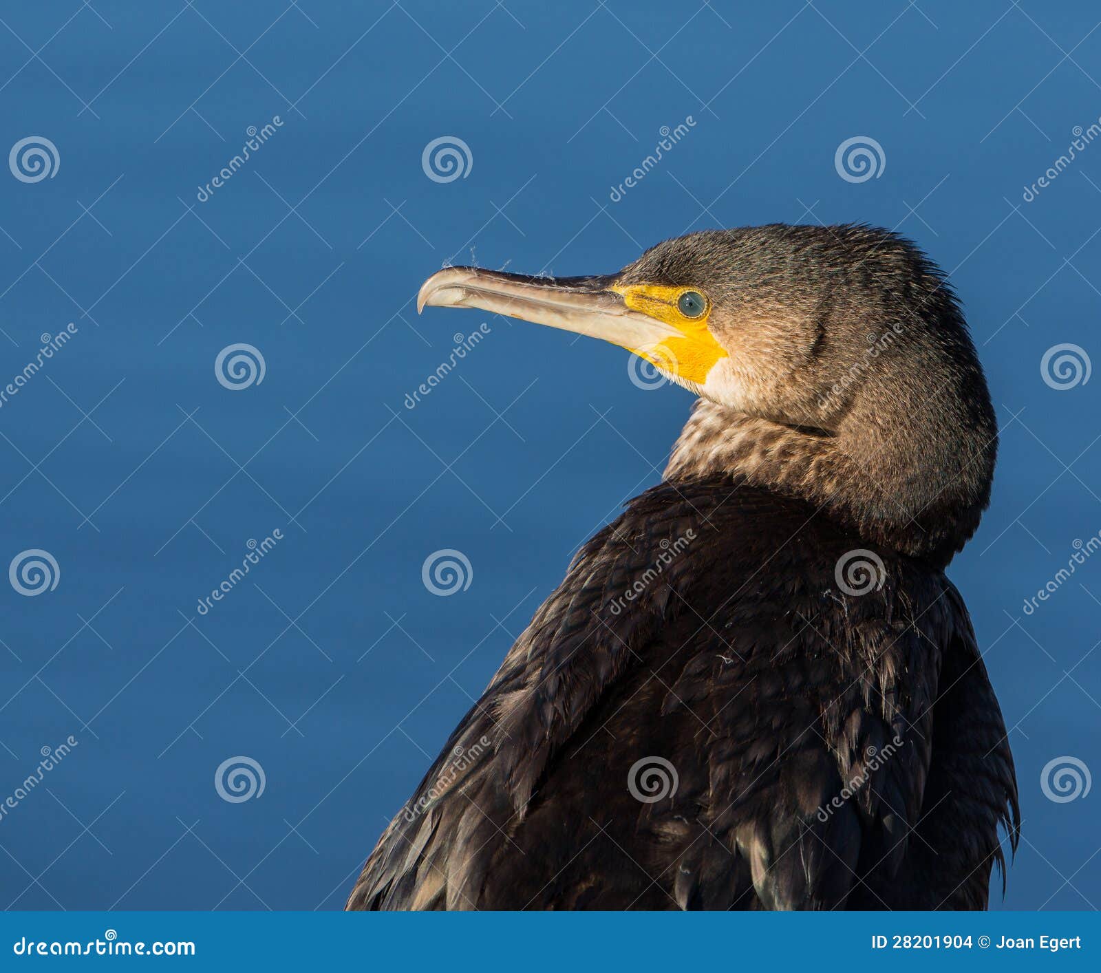 Portrait of a Cormorant stock photo. Image of black, bird - 28201904