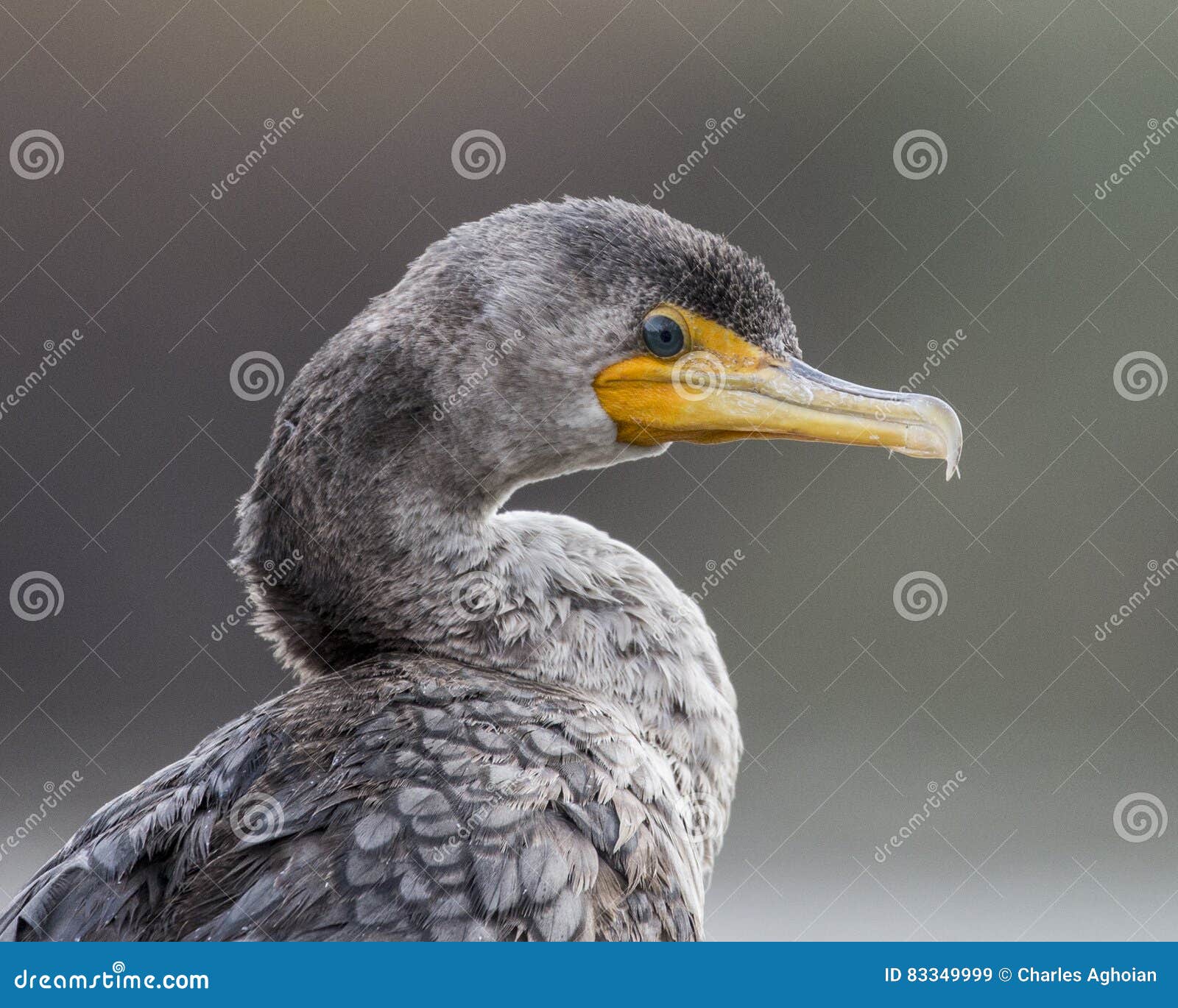 Portrait of a Cormorant stock image. Image of natural - 83349999