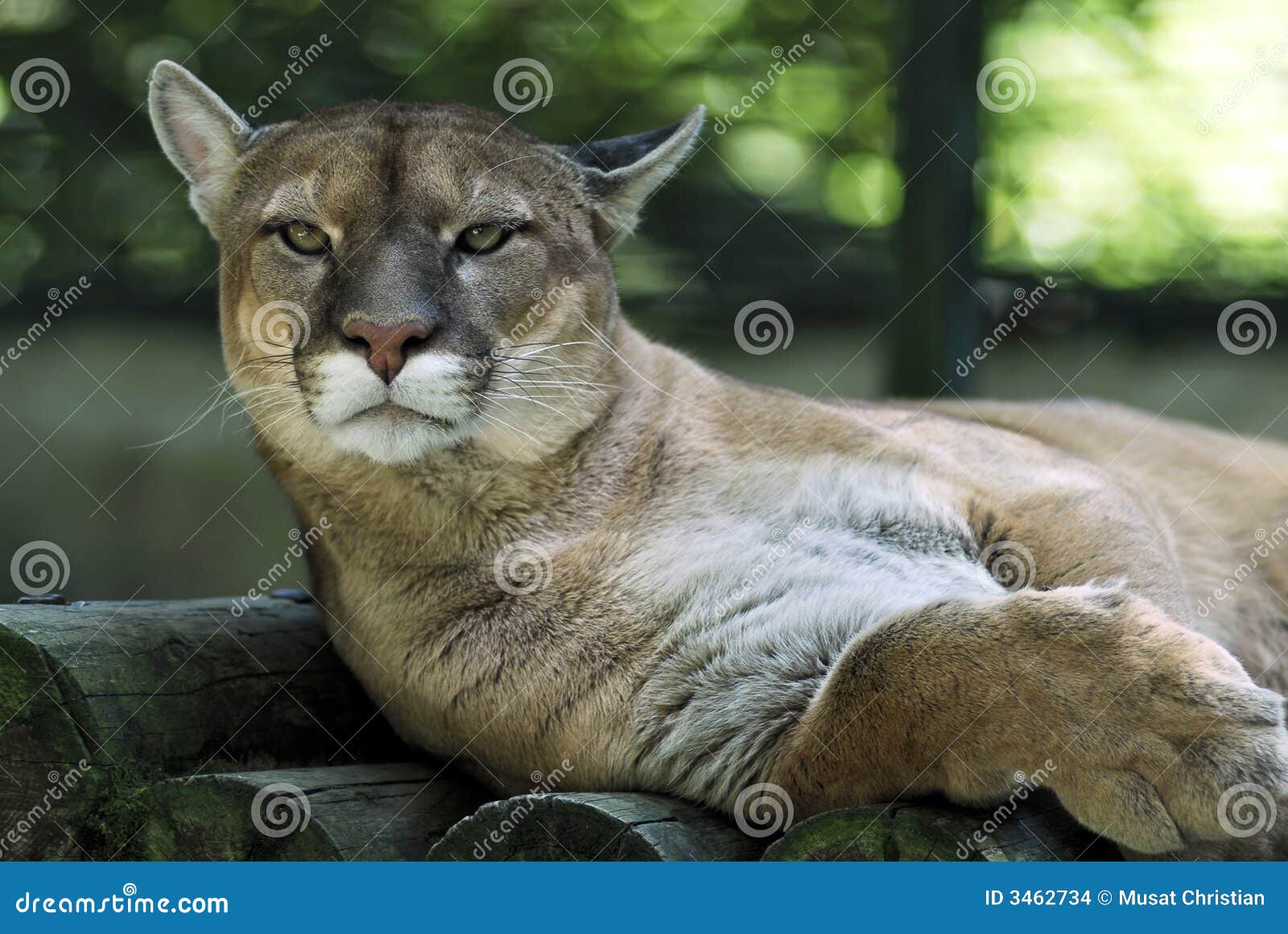 Portrait of cougar stock photo. Image of puma, lying, look - 3462734
