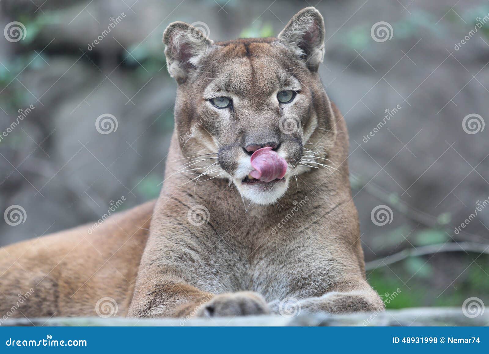Portrait of Cougar Mountain Lion Puma Panther Striking a Pose Stock ...