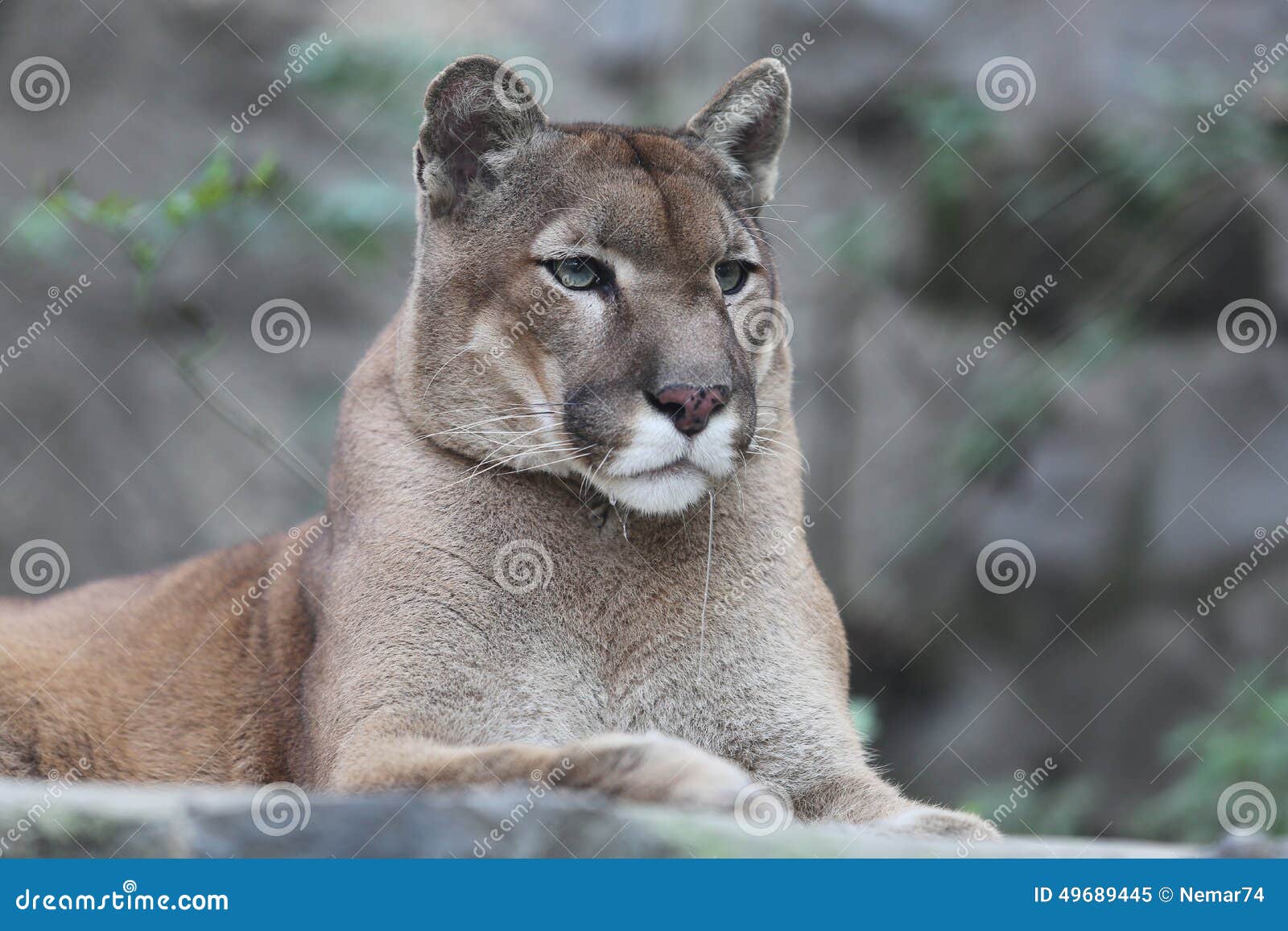 Portrait Cougar Puma Striking a Pose Wildlife Stock Image - Image of ...