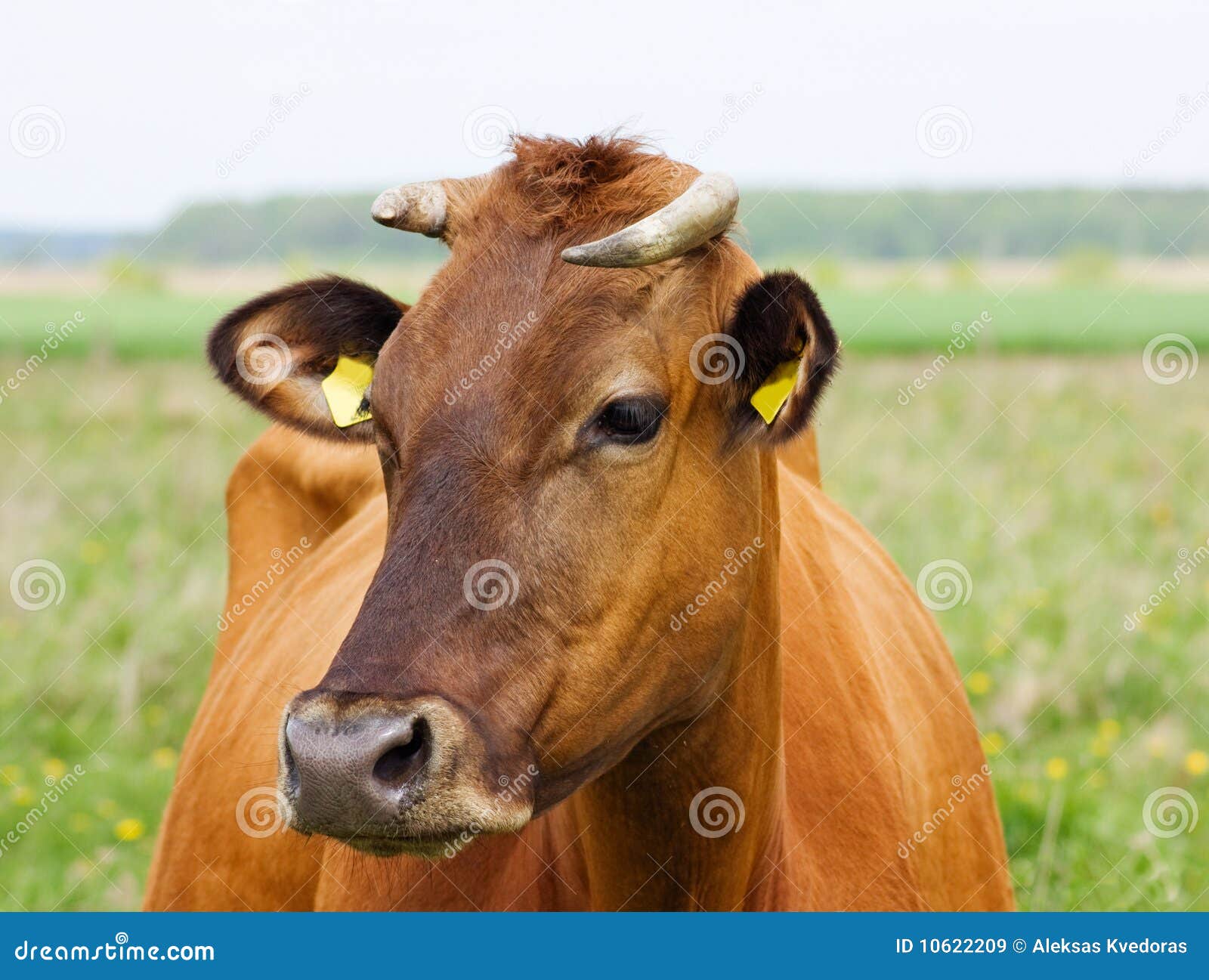 Portrait of a cow stock image. Image of meadow, bull - 10622209