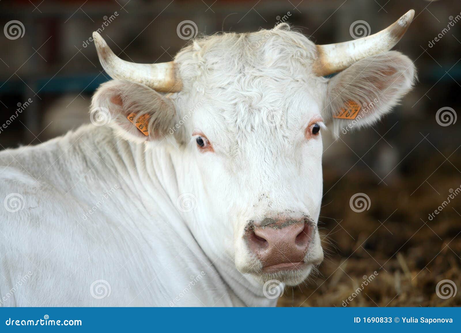 Portrait of the cow stock image. Image of agriculture - 1690833