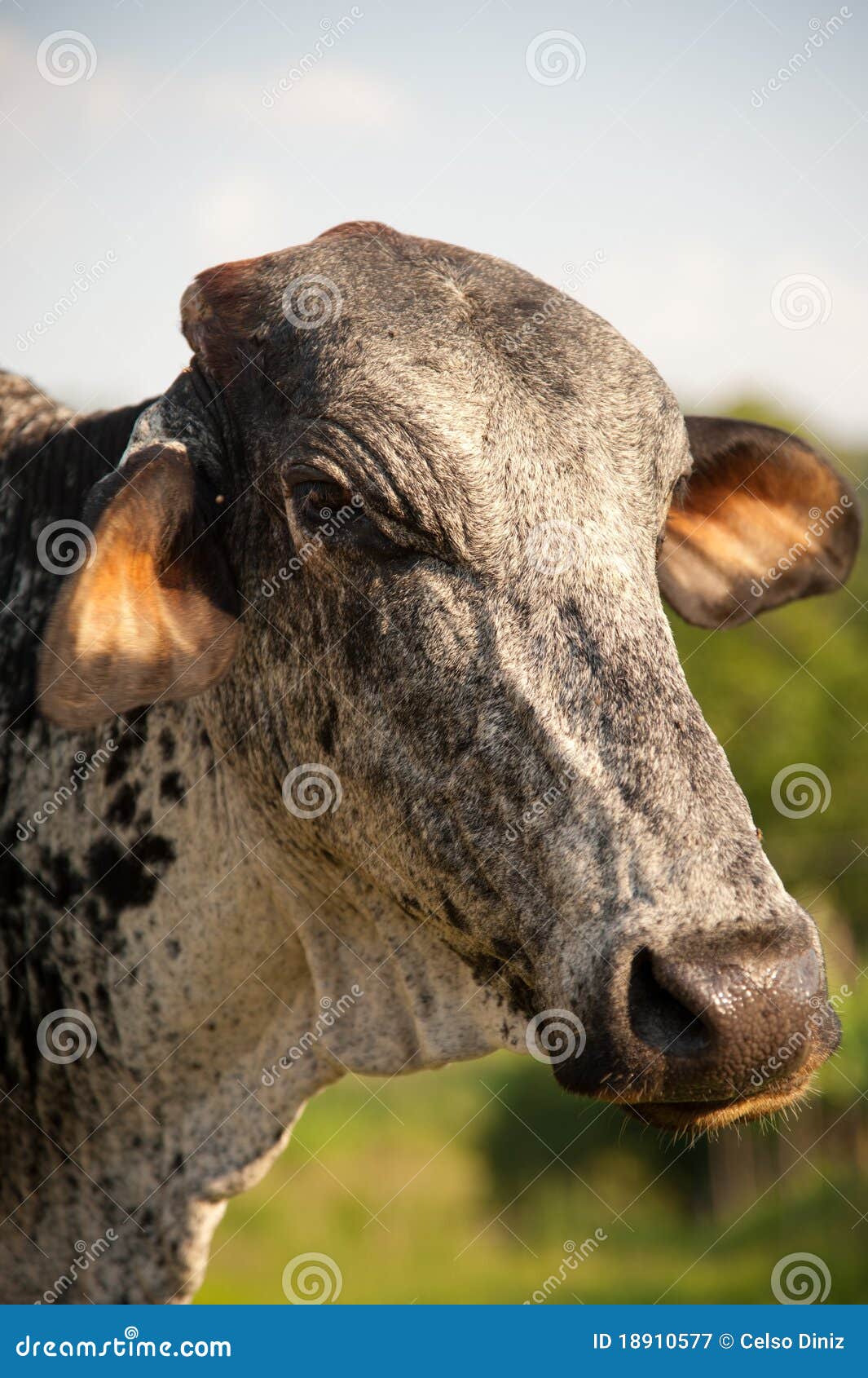 Portrait of cow stock image. Image of face, profile, cattle - 18910577