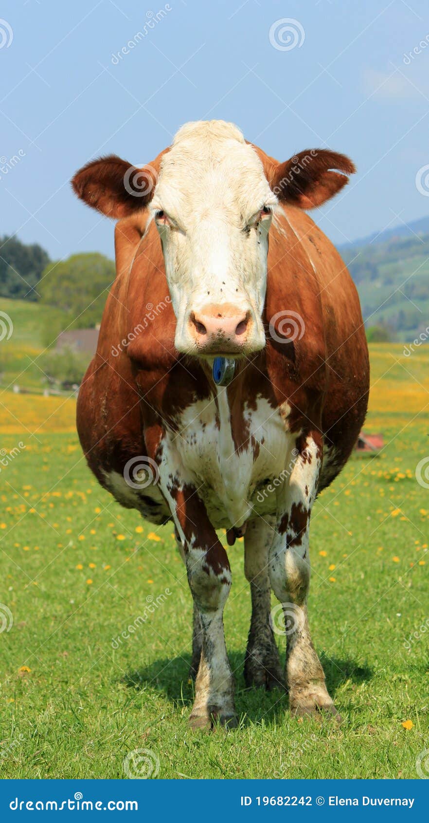 Portrait of a cow stock photo. Image of mountains, udder - 19682242