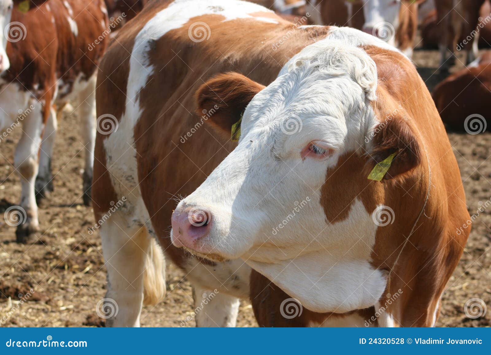 Portrait of cow stock photo. Image of calf, agriculture - 24320528