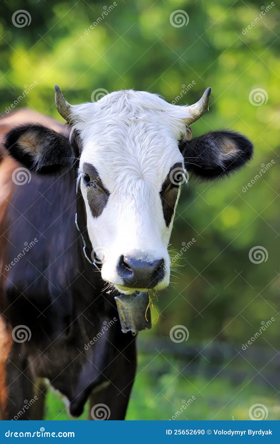 Portrait cow stock photo. Image of standing, black, rural - 25652690